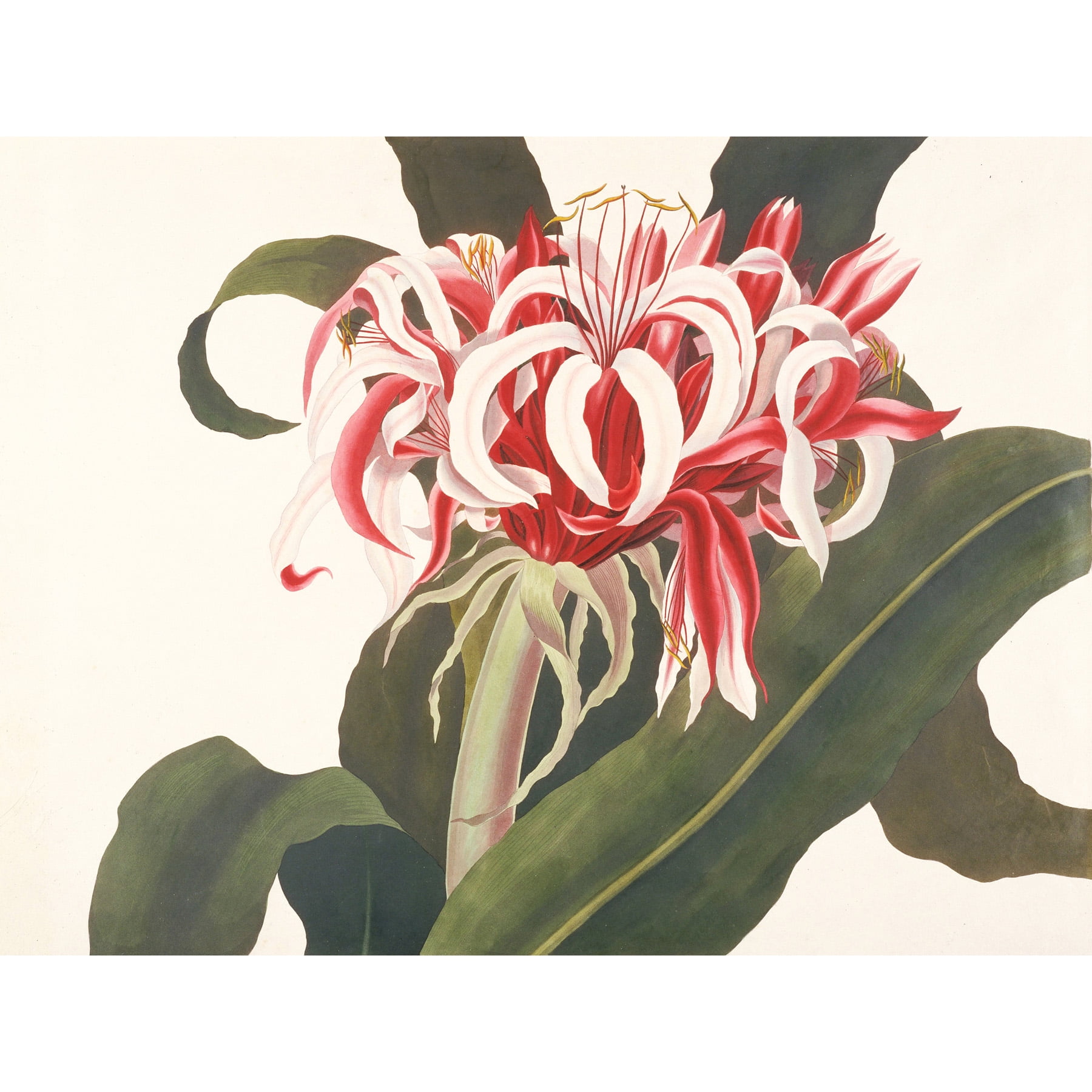 Bury Havell Giant Spider Lily Queen Emma Flower Extra Large XL Wall Art ...