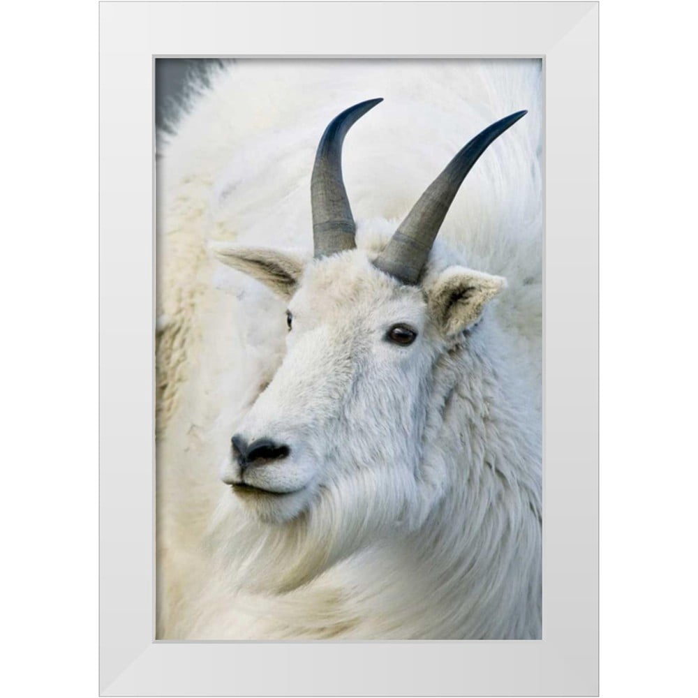 Bush, Marie 11x14 White Modern Wood Framed Museum Art Print Titled - CO ...