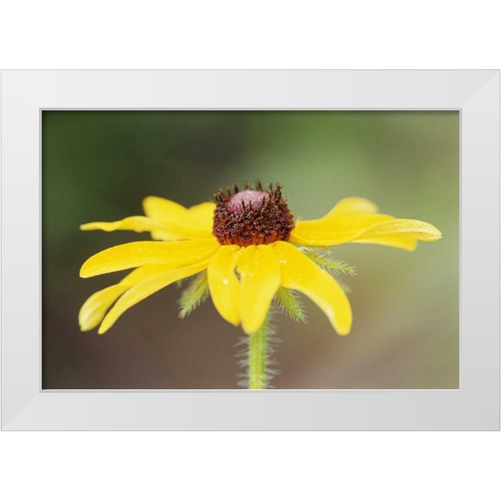 Bush, Marie 14x11 White Modern Wood Framed Museum Art Print Titled ...