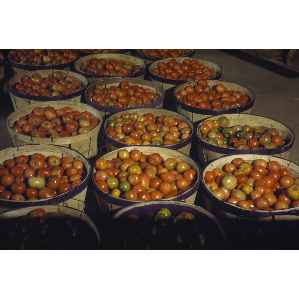 Bushel Baskets of Tomatoes Poster Print - Walmart.com