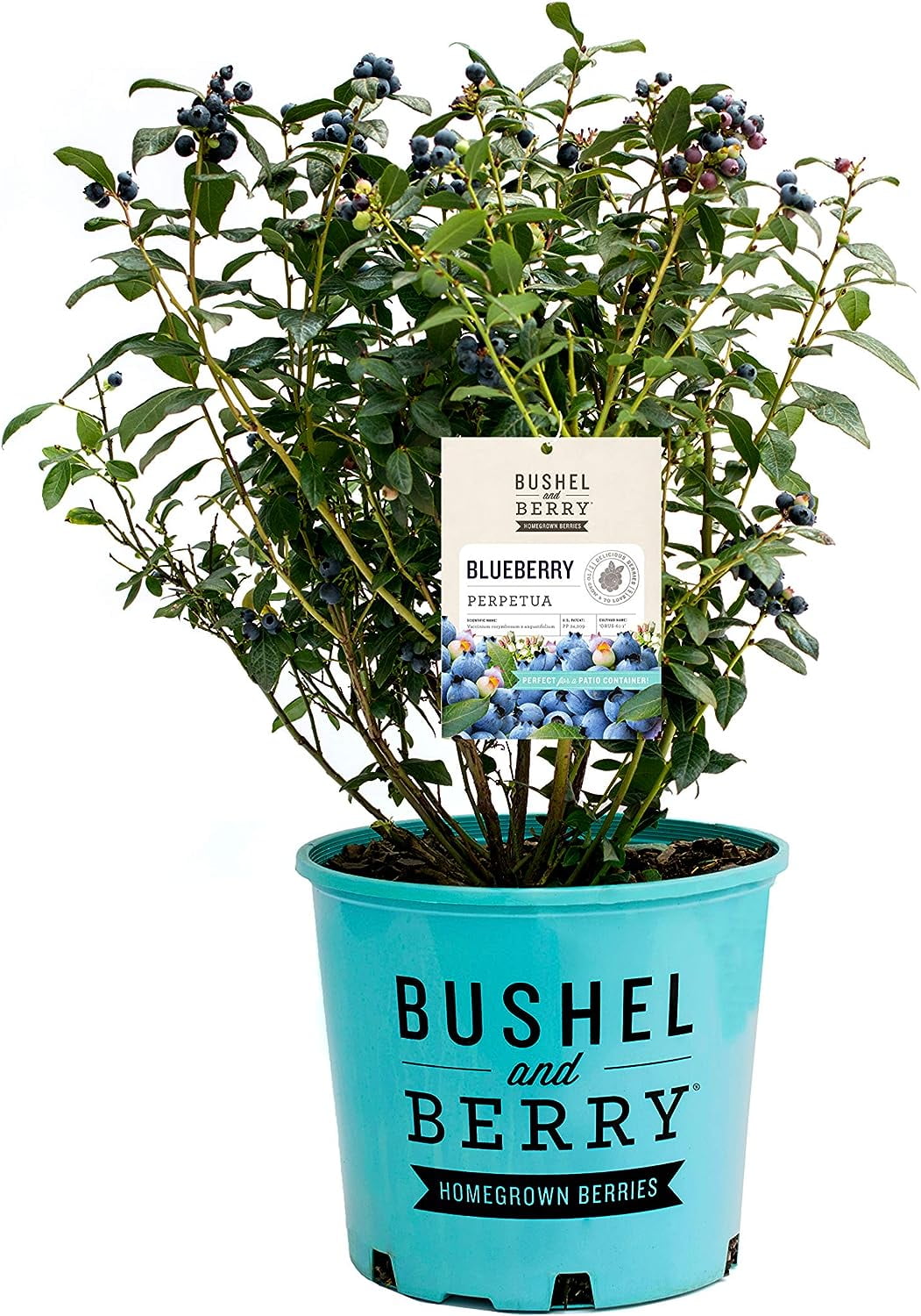 Bushel & Berry 2G Blueberry Perpetua Small Fruit Live Shrubs Full Sun ...