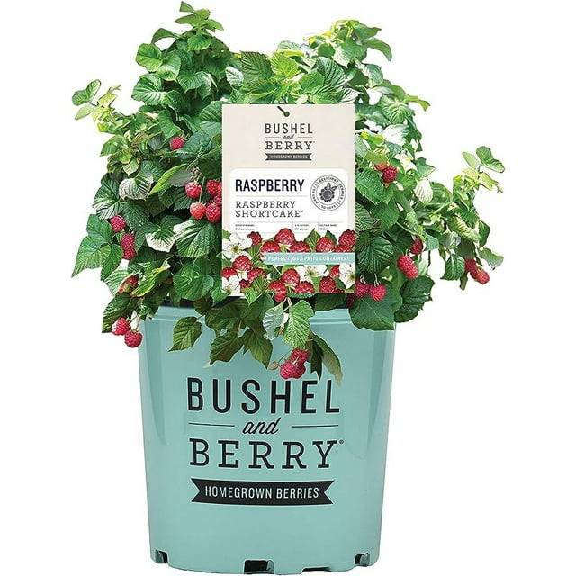Bushel & Berry 2G Raspberry Shortcake Fruit Live Plants Full Sun ...