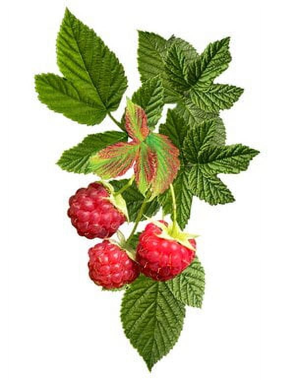 Bushel & Berry 2G Raspberry Shortcake - Walmart.com