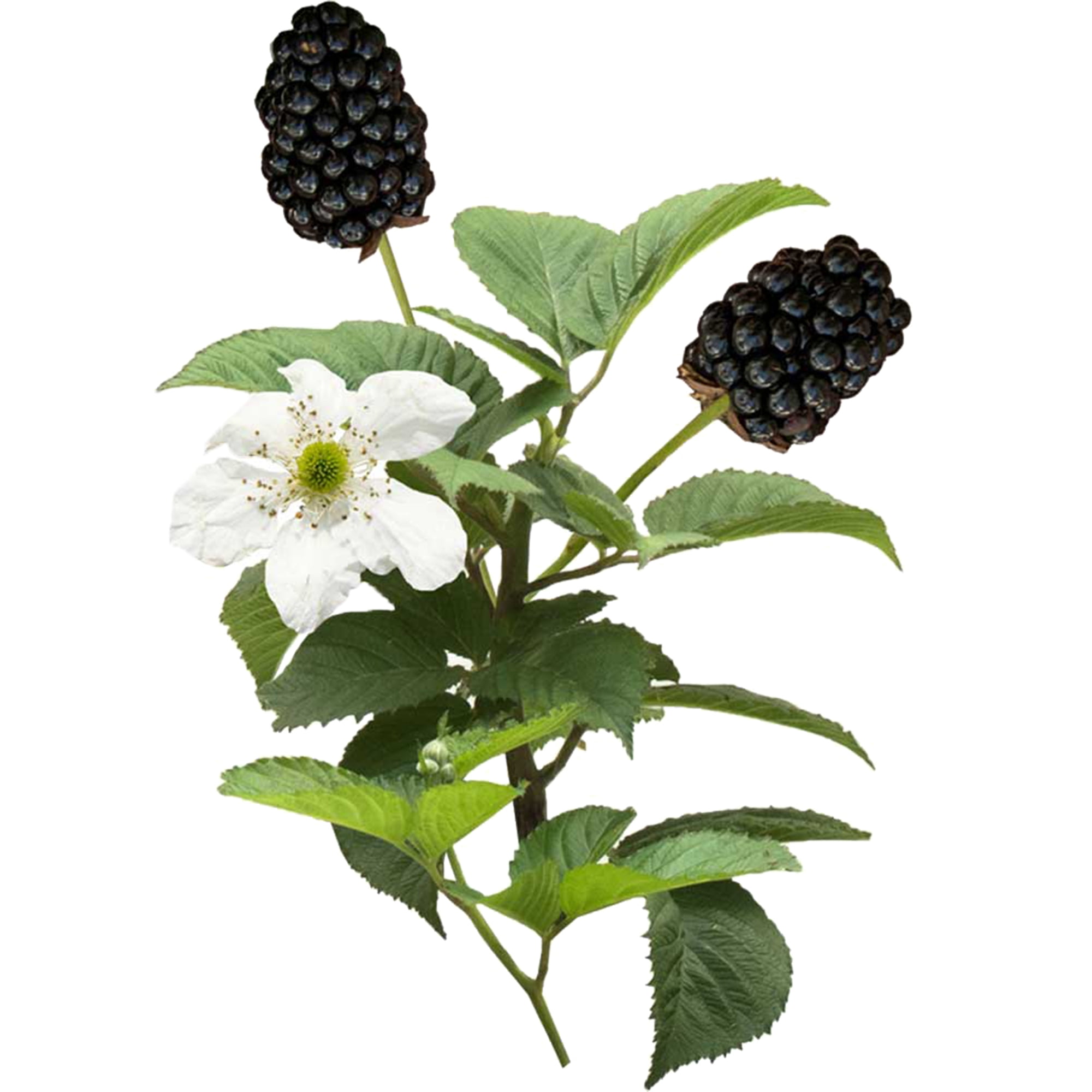 Bushel & Berry Blackberry Plant, Baby Cakes - Walmart.com