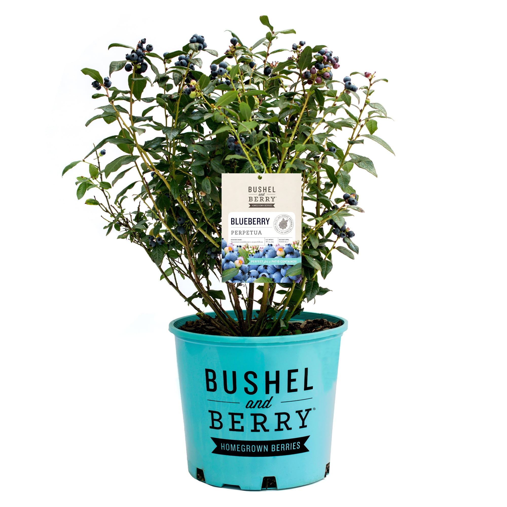 Bushel & Berry Blueberry Perpetua Live Shrub (2 Gallon) - Walmart.com