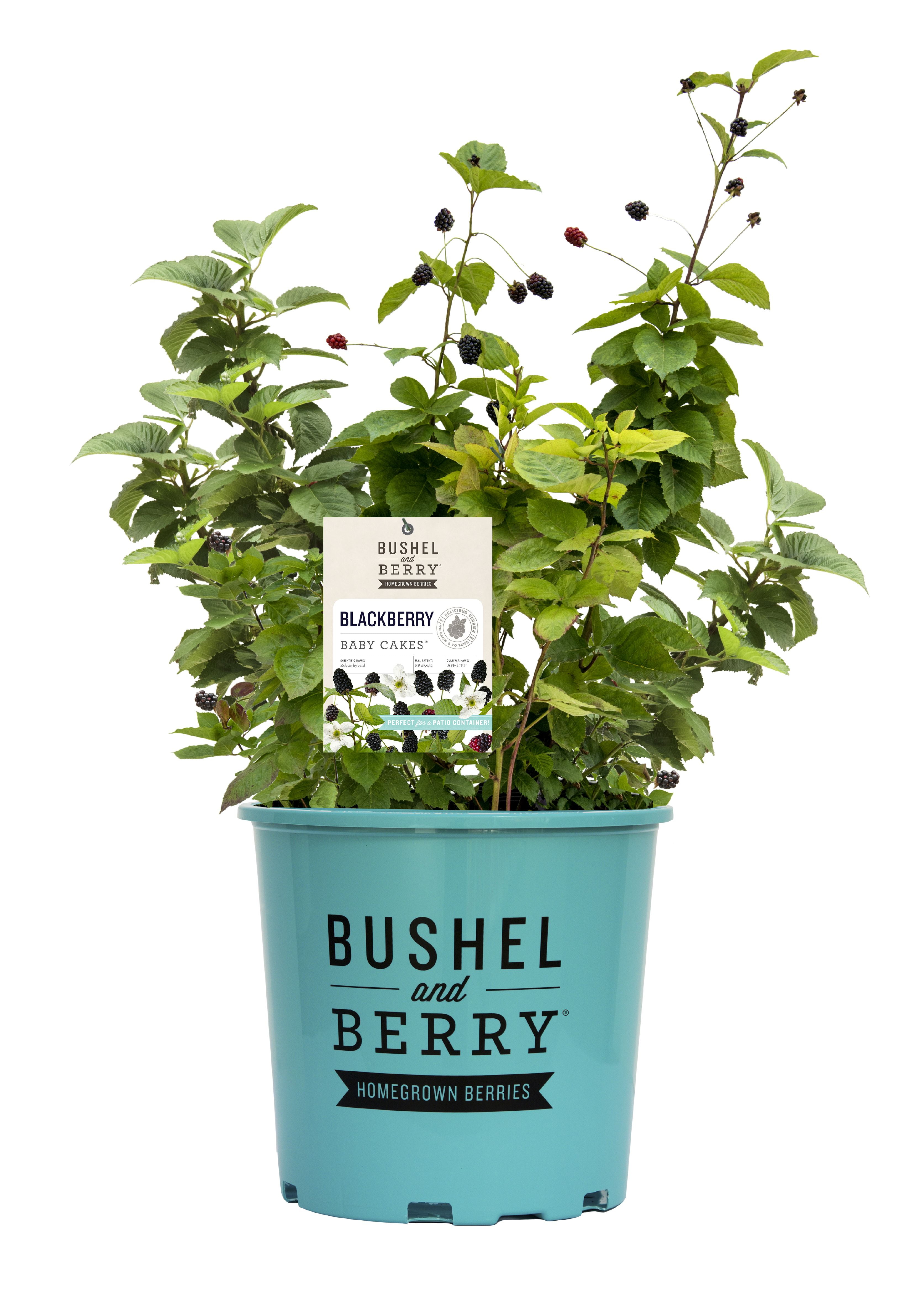 Bushel and Berry 2 gal Blackberry Baby Cakes Live Shrubs - Walmart.com