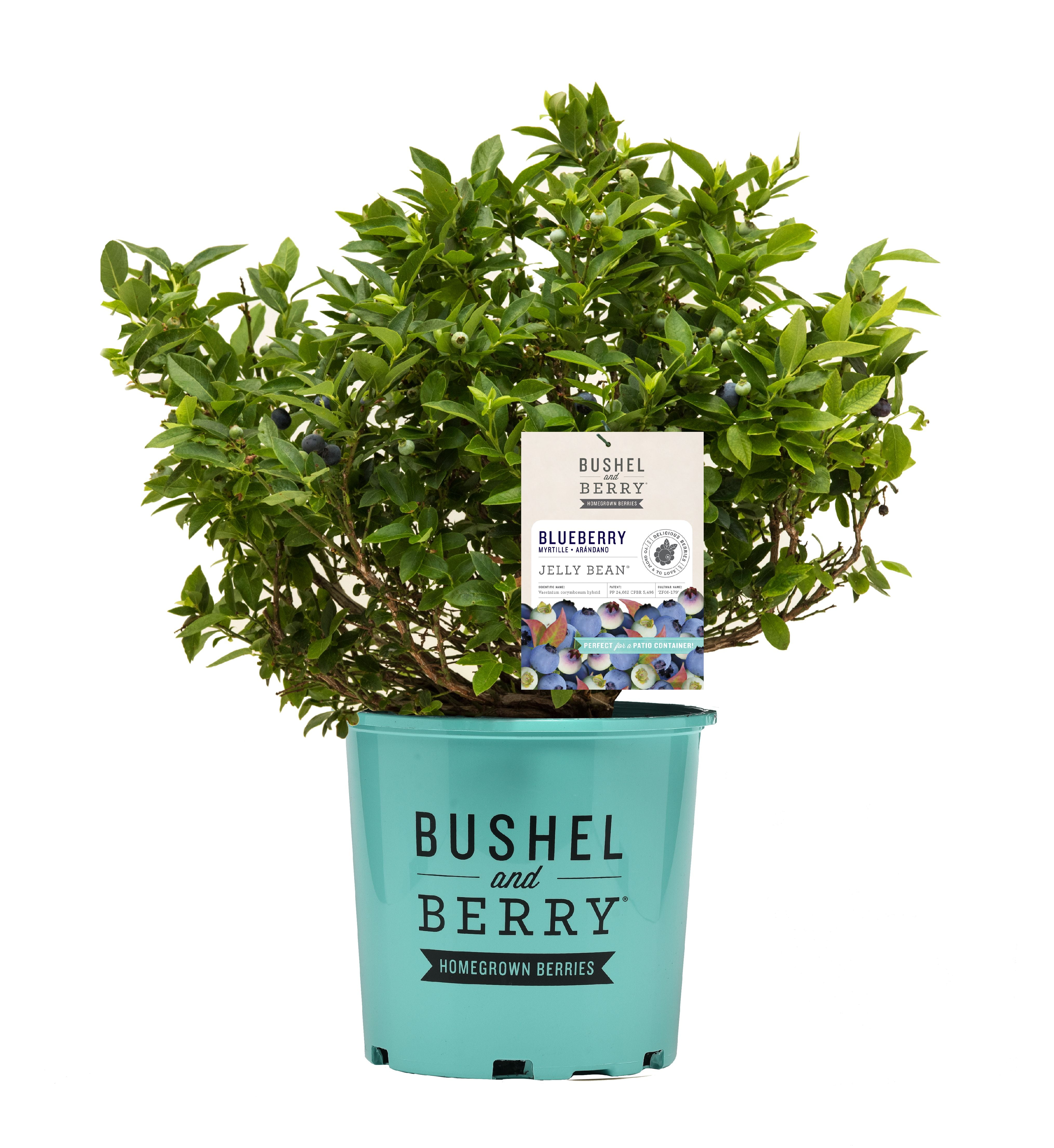 Bushel and Berry 2 gal Blueberry Jelly Bean Live Shrubs - Walmart.com