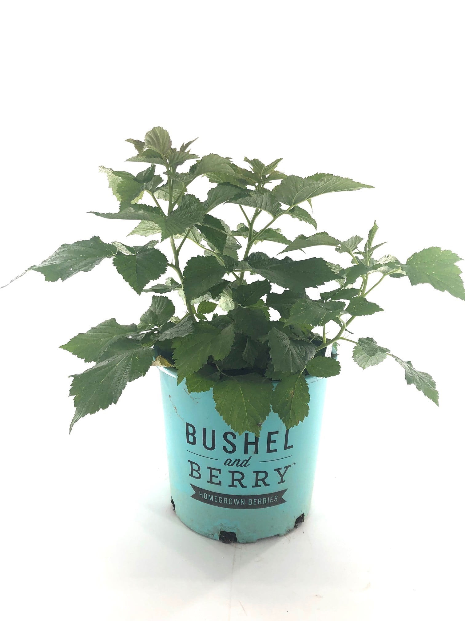 Bushel and Berry 2 gal Raspberry Shortcake Live Shrubs - Walmart.com