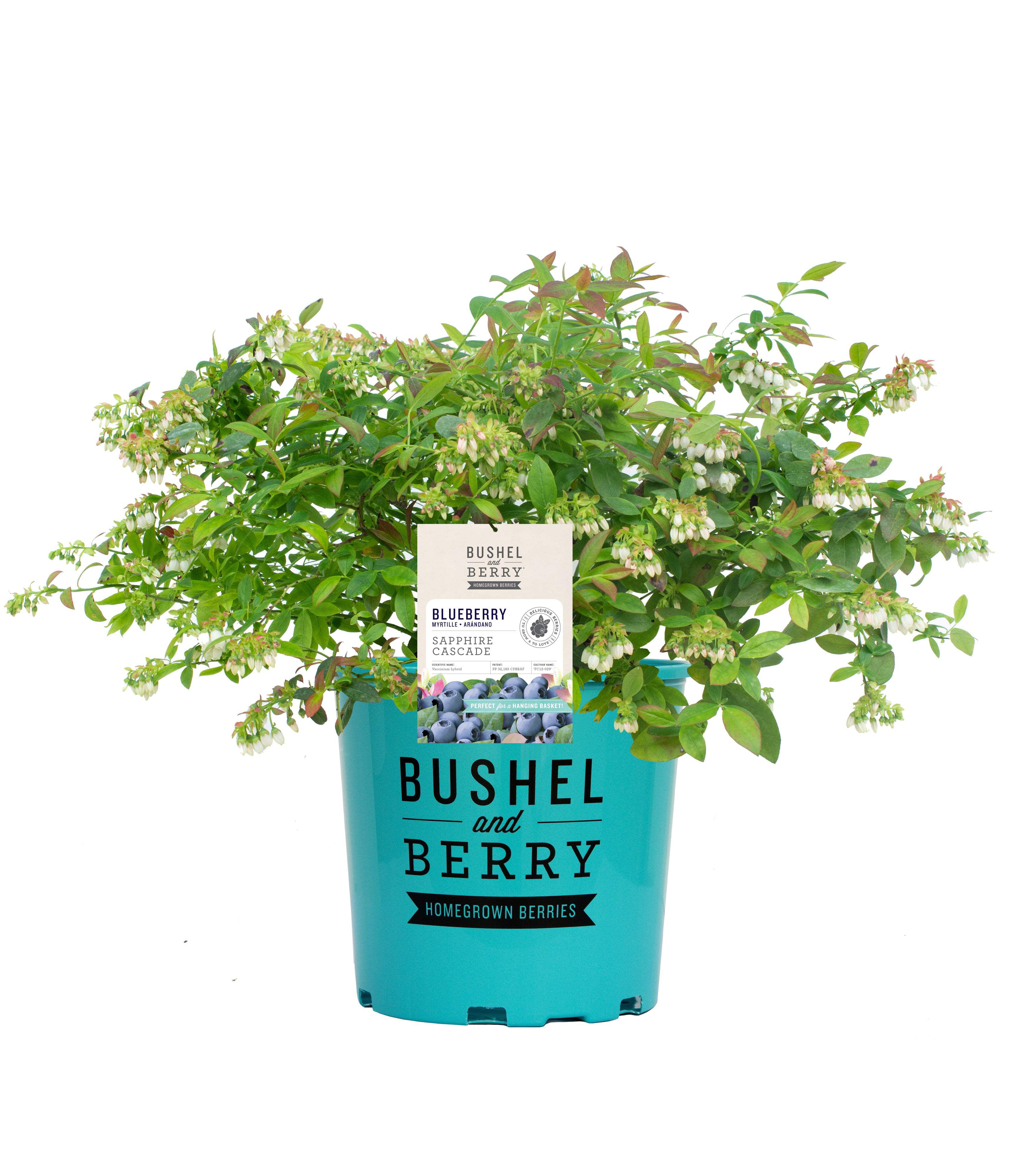 Bushel and Berry 24 in White Shades Sapphire Cascade Blueberry Live ...