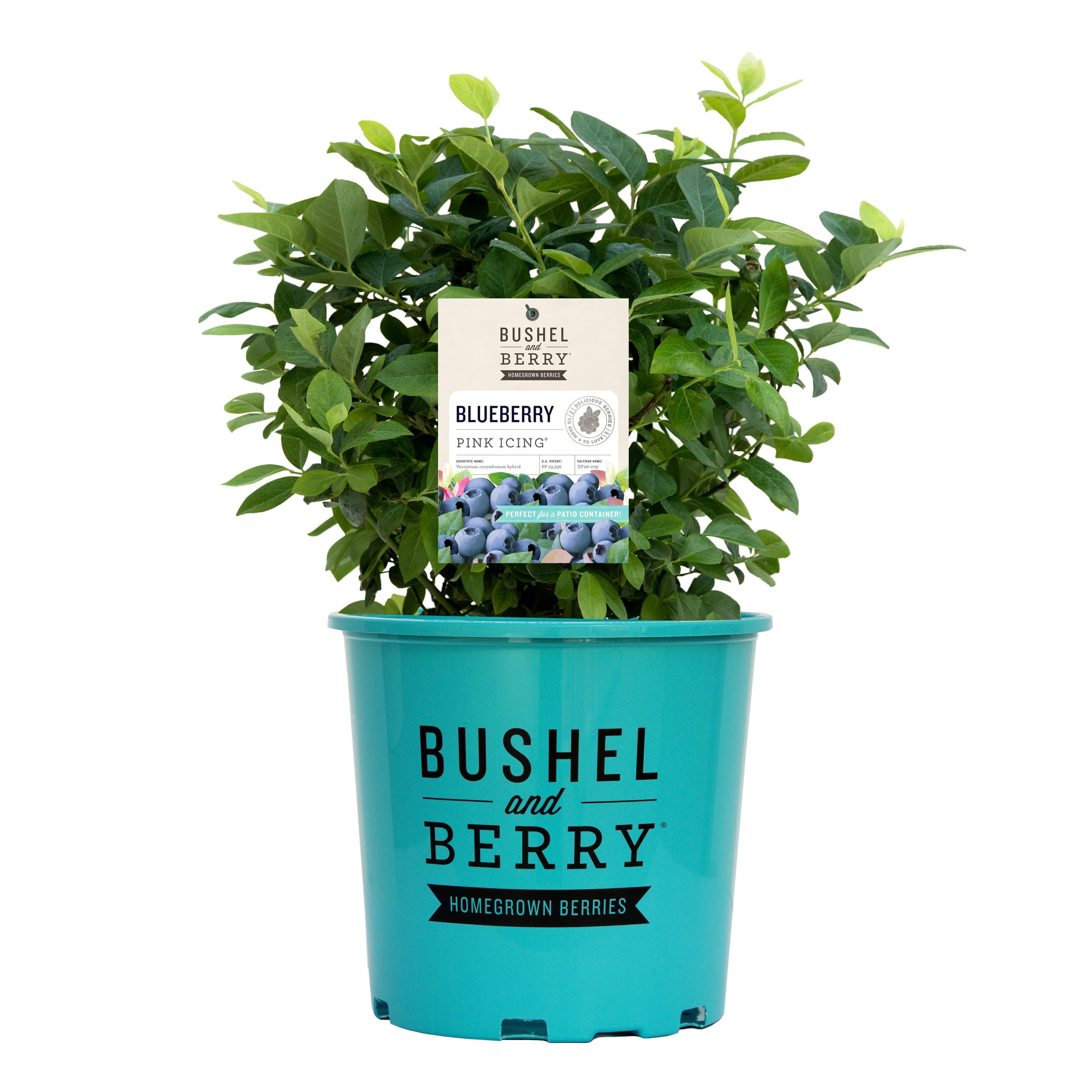 Bushel & Berry Blueberry Pink Icing Live Shrub in 2-Gallon Grower Pot ...
