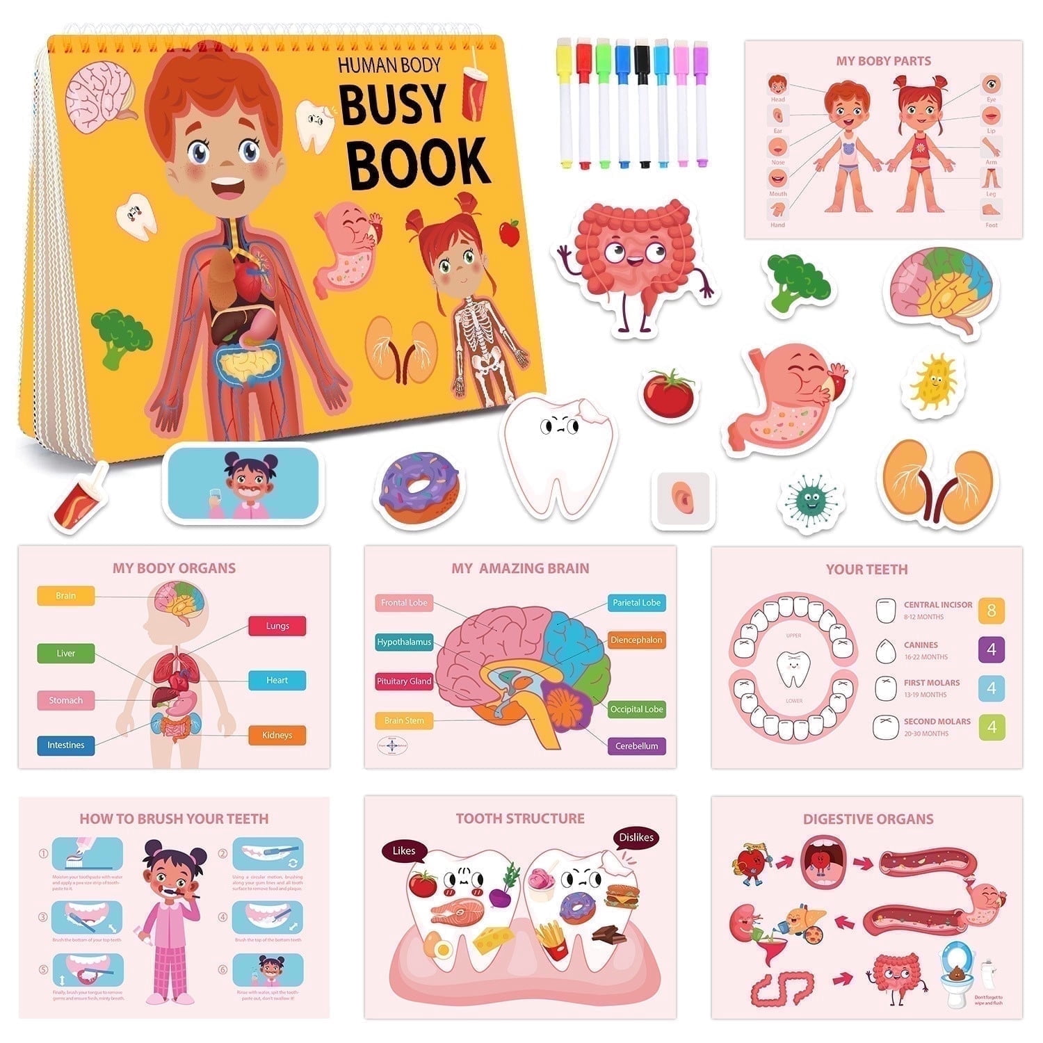 Xueyu Montessori Busy Book, Anatomy Learning for Kids, Educational ...