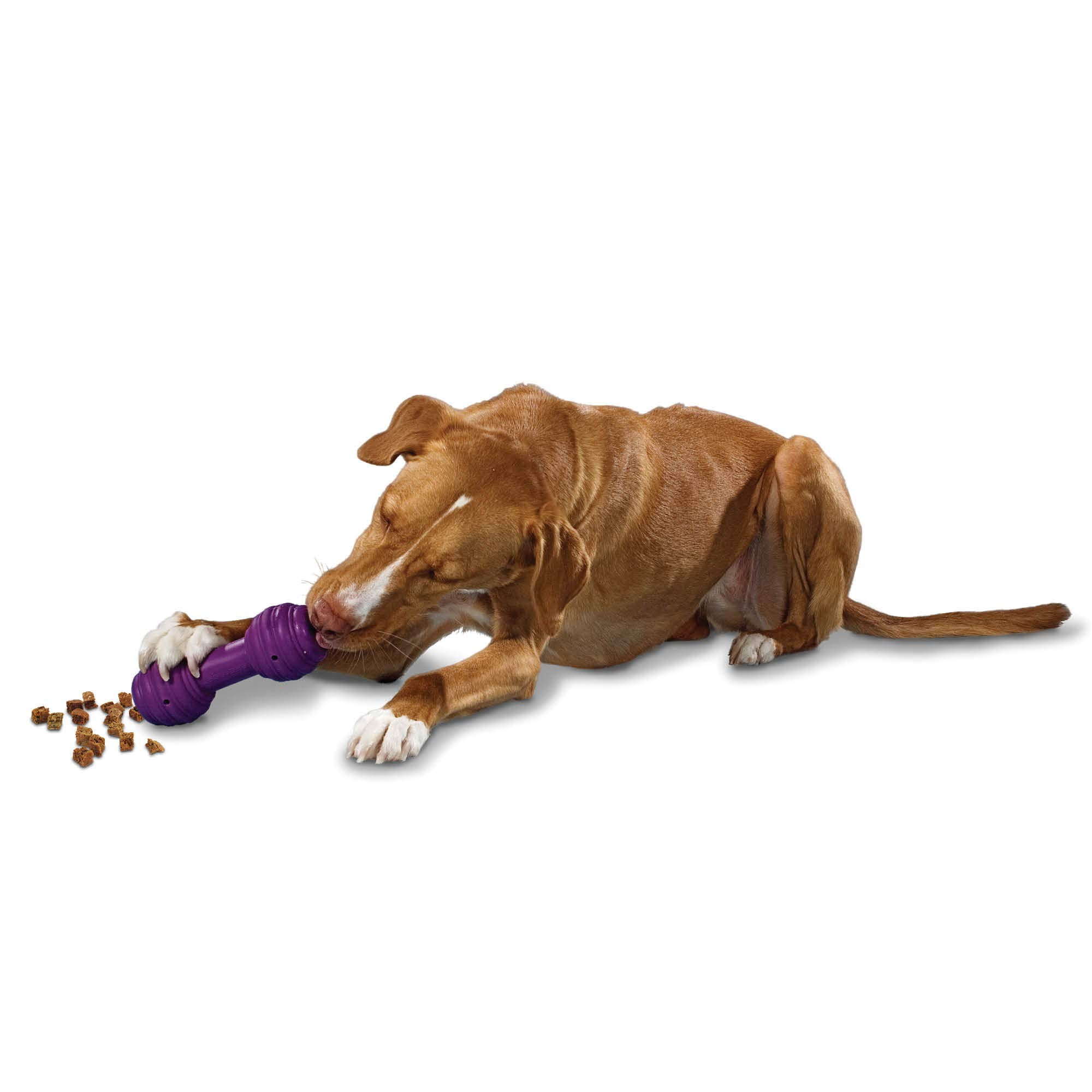Busy Buddy Chuckle Sound Dog Chew Toy - Treat Dispenser, Bb-Chk, Purple ...