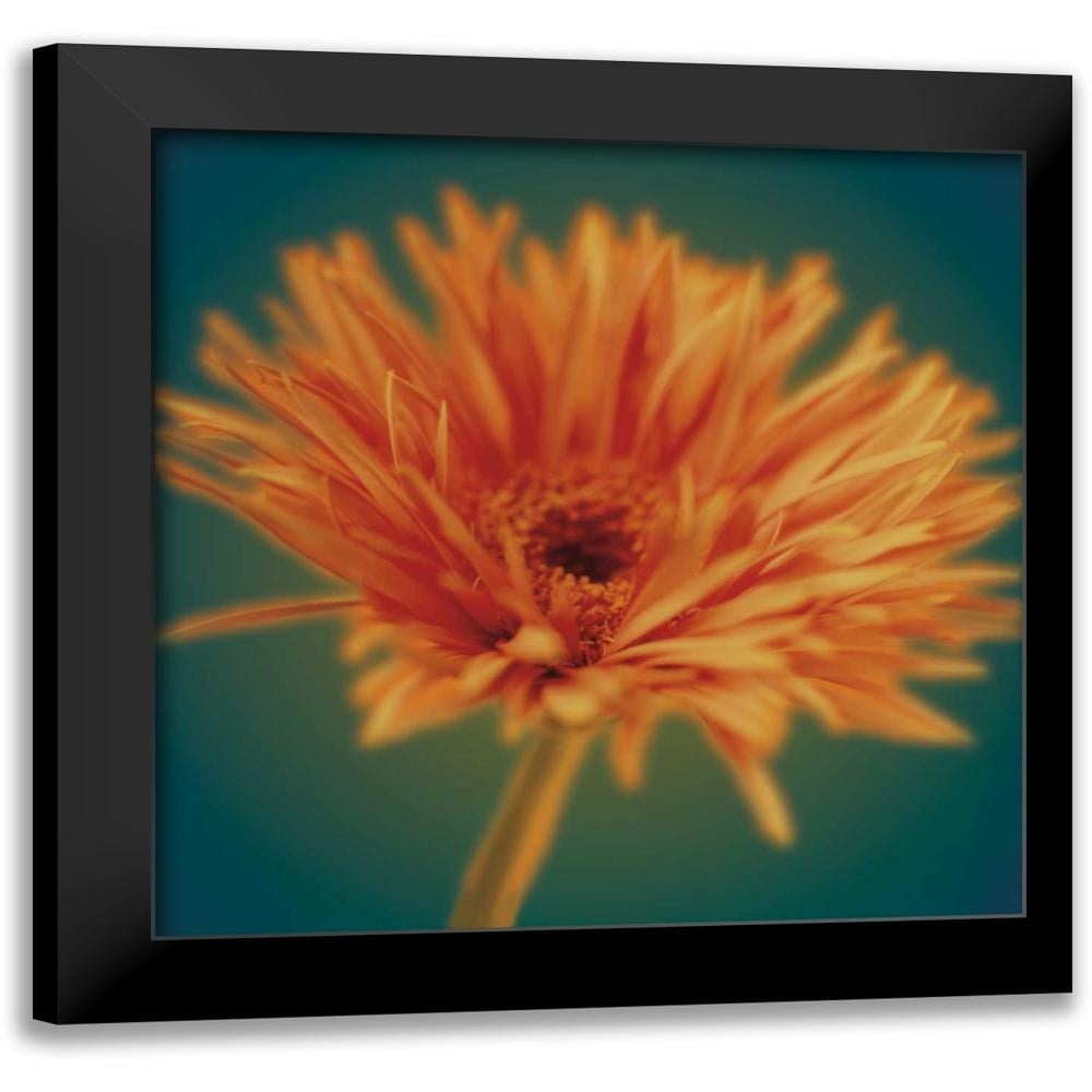 Butler, Jane-Ann 15x15 Black Modern Framed Museum Art Print Titled - Chrysanthemum on Turquoise ...