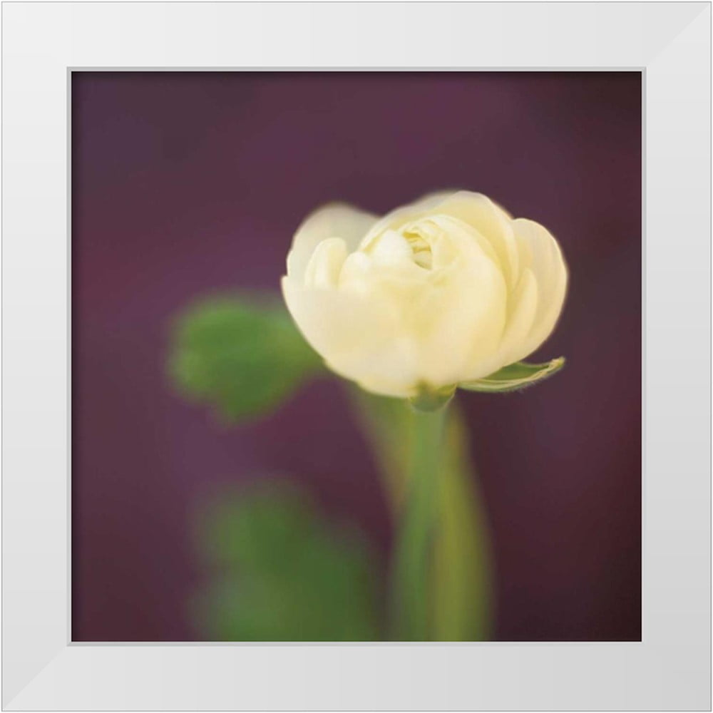 Butler, Jane-Ann 15x15 White Modern Wood Framed Museum Art Print Titled - Ivory on Aubergine ...