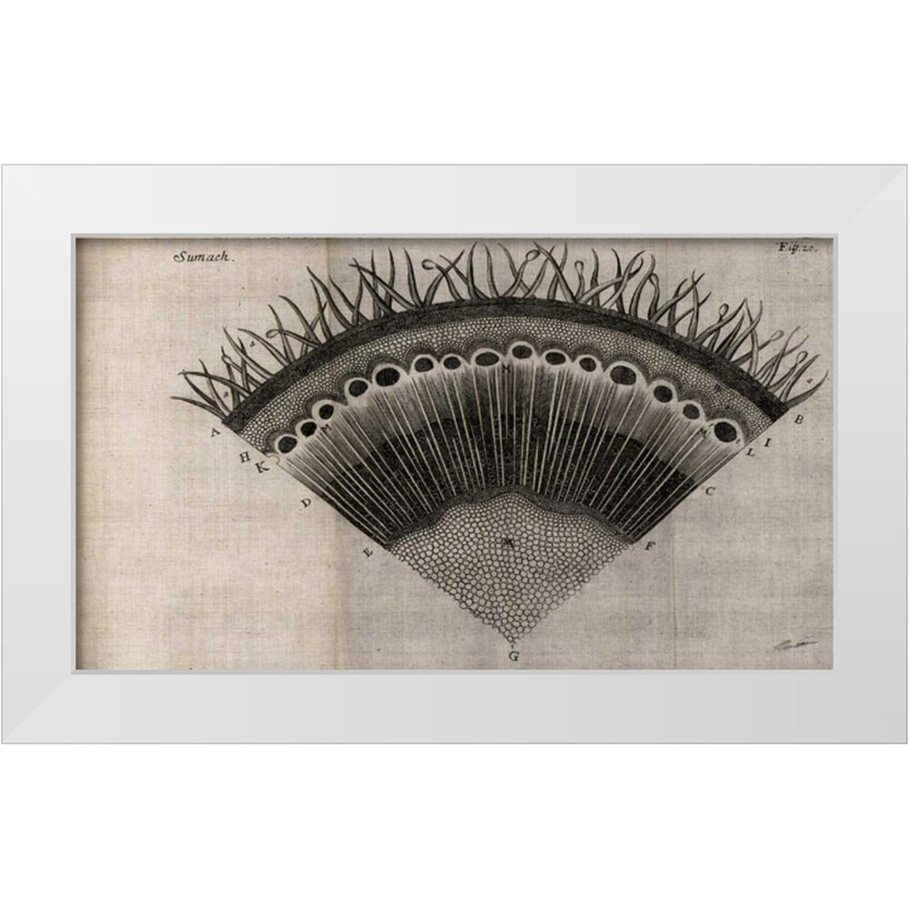 Butler, John 24x15 White Modern Wood Framed Museum Art Print Titled ...