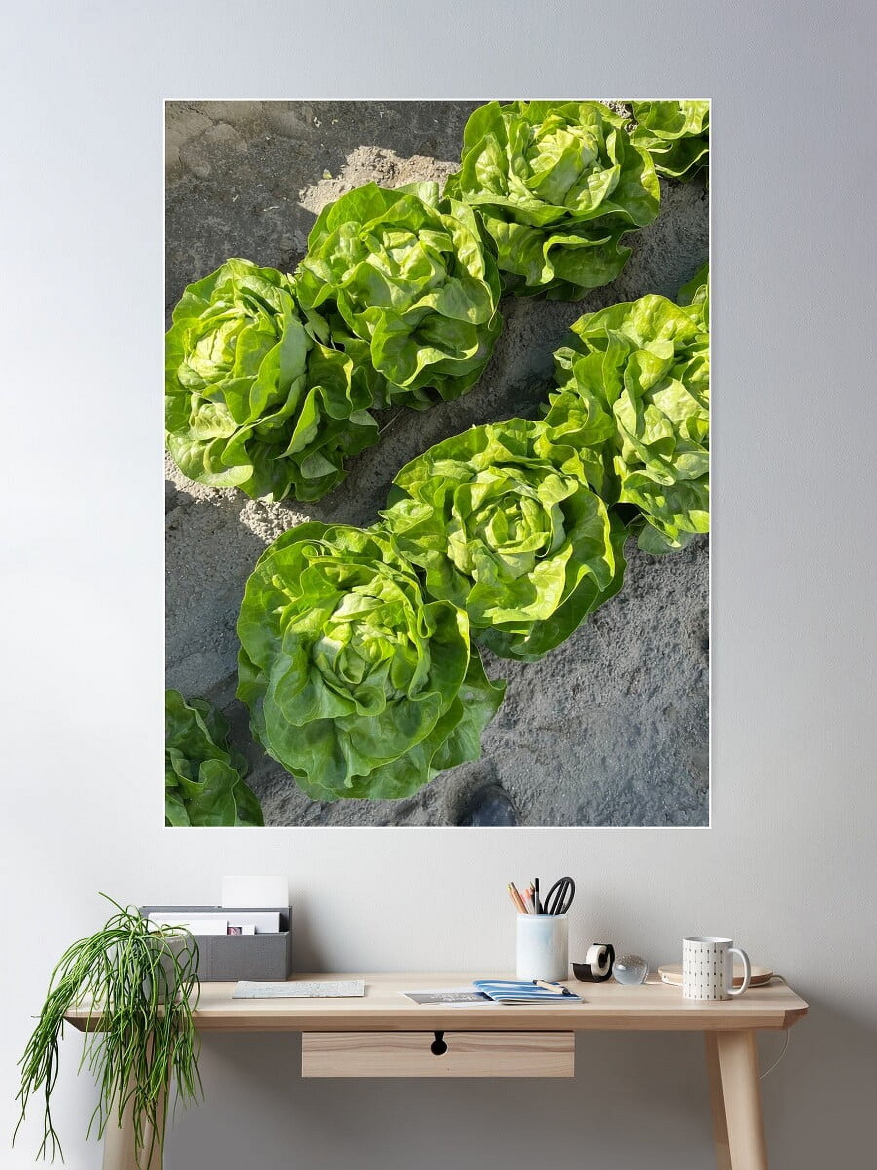 Butter Lettuce In The Field Poster Wall Art, Modern Wall Decor For ...