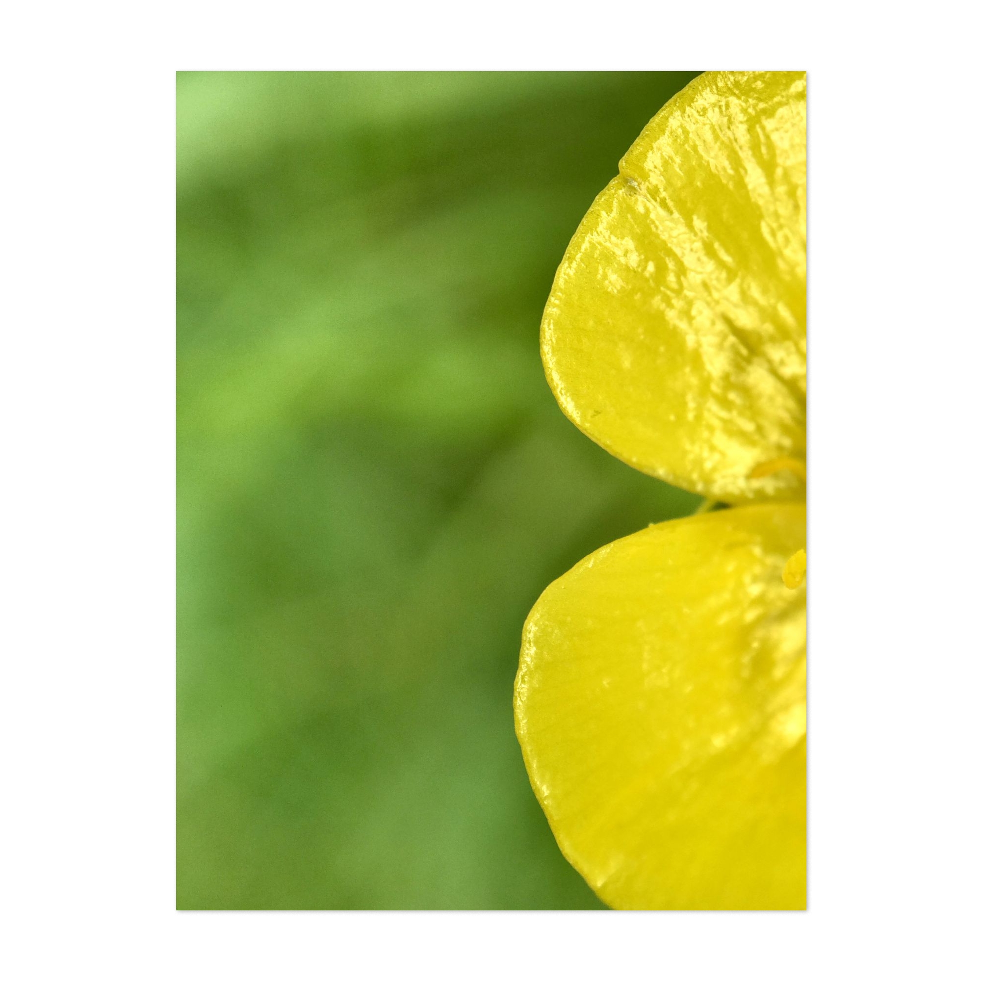 Buttercup Petals - Ferrisburgh Vermont Photography Floral Nature ...