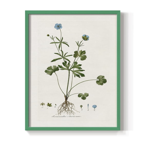 Buttercup Study Framed Print in Green Solid Wood Framed Print No Nail ...