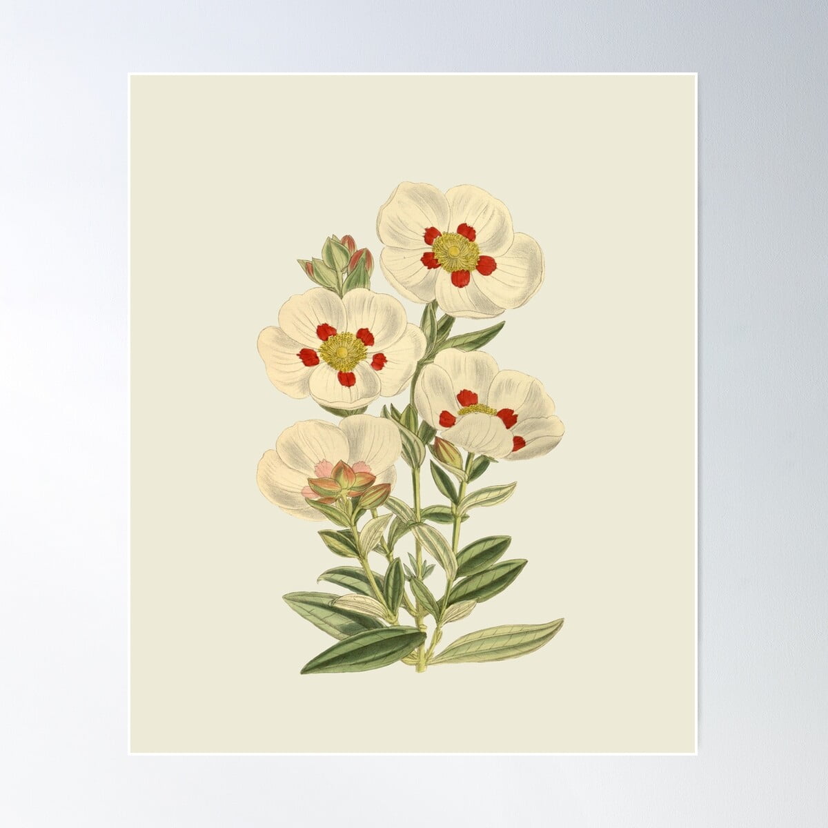 Buttercup Vintage Flowers Poster Wall Art, Modern Wall Decor For Living ...