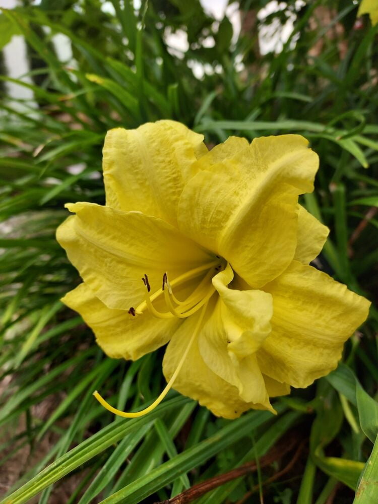 Buttercup Yellow Double Bloom Daylily Plants Cold Hardy Perennial ...