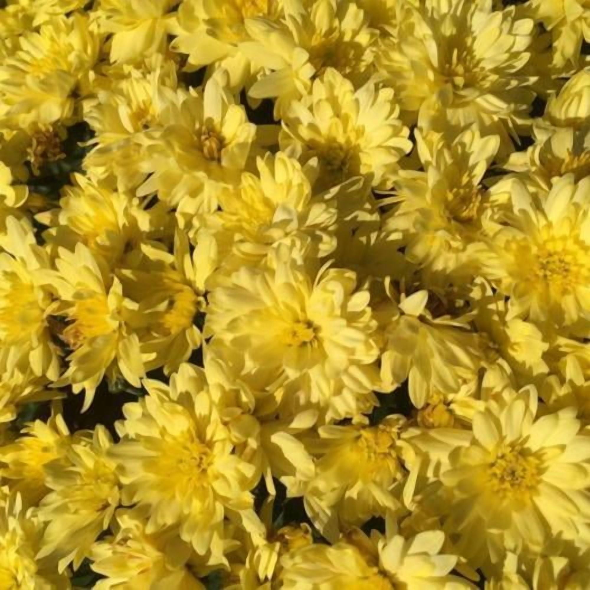 RedCrocus Buttercup Yellow Garden Mum-Compact Plant for Fall Gardens 6 ...
