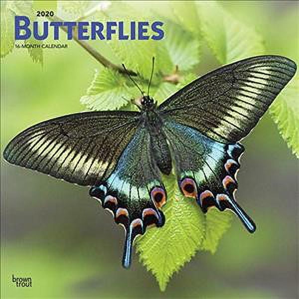 Butterflies 2020 Square Wall Calendar - Walmart.com