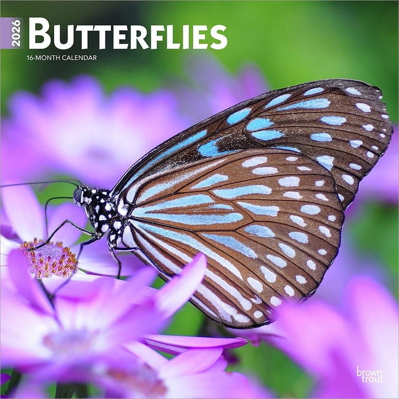 Butterflies 2026 12 X 24 Inch (Hanging) Monthly Square Wall Calendar ...