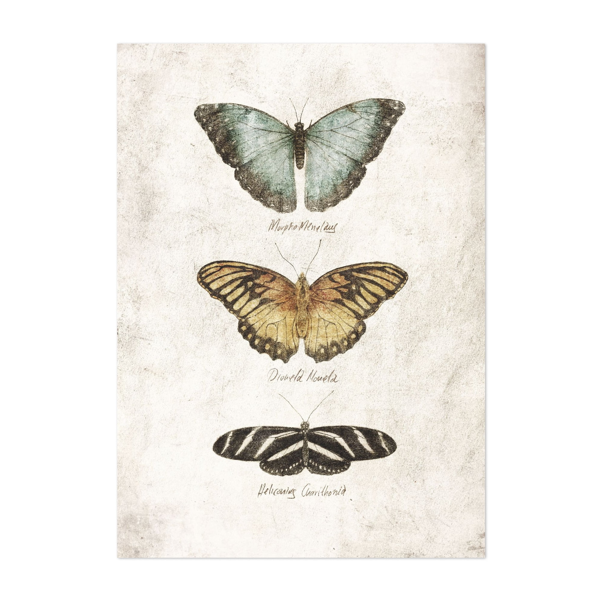 Butterflies III - Drawing Butterfly Vintage Botanical Nature Floral ...
