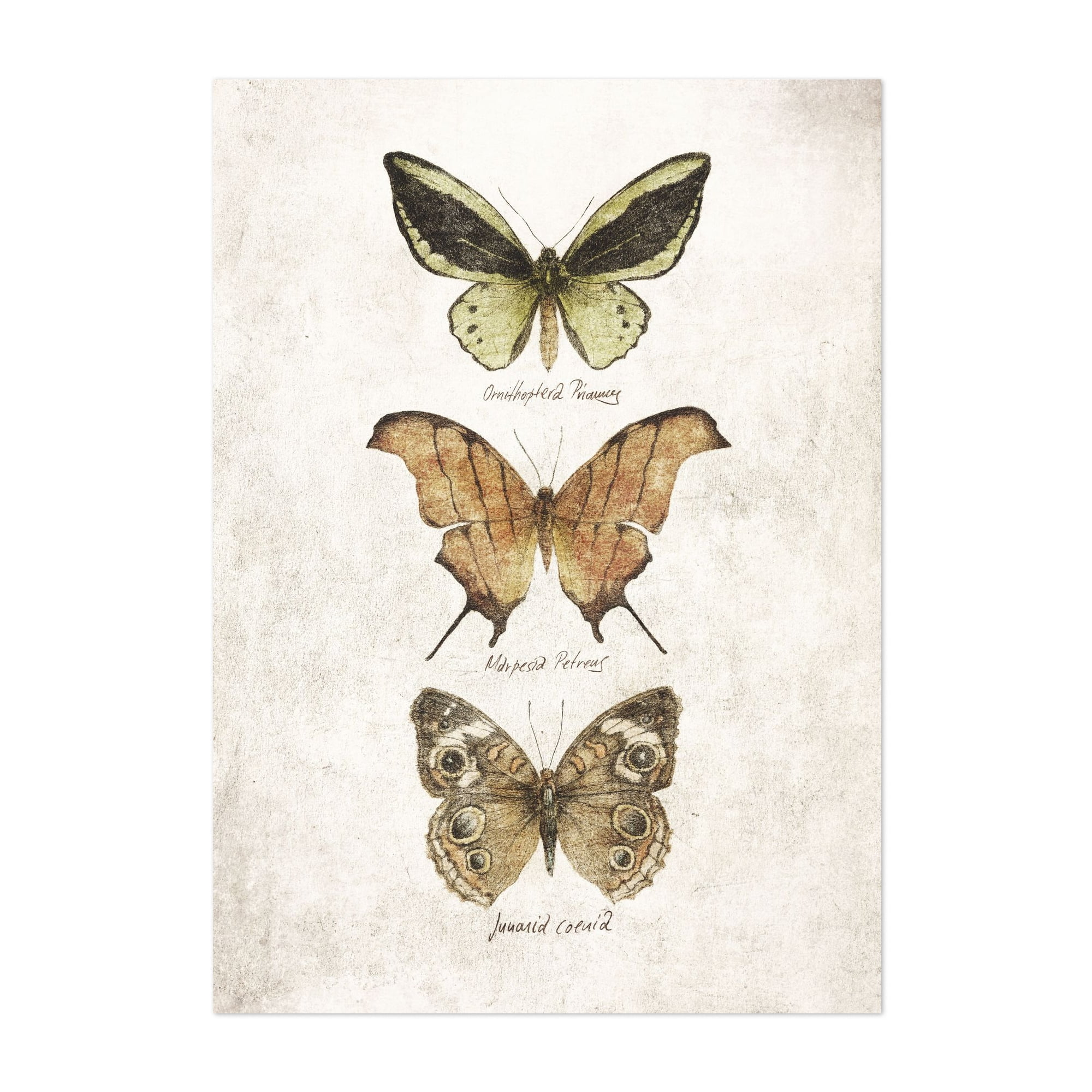 Butterflies IV - Drawing Botanical Nature Vintage Floral Unframed Wall ...