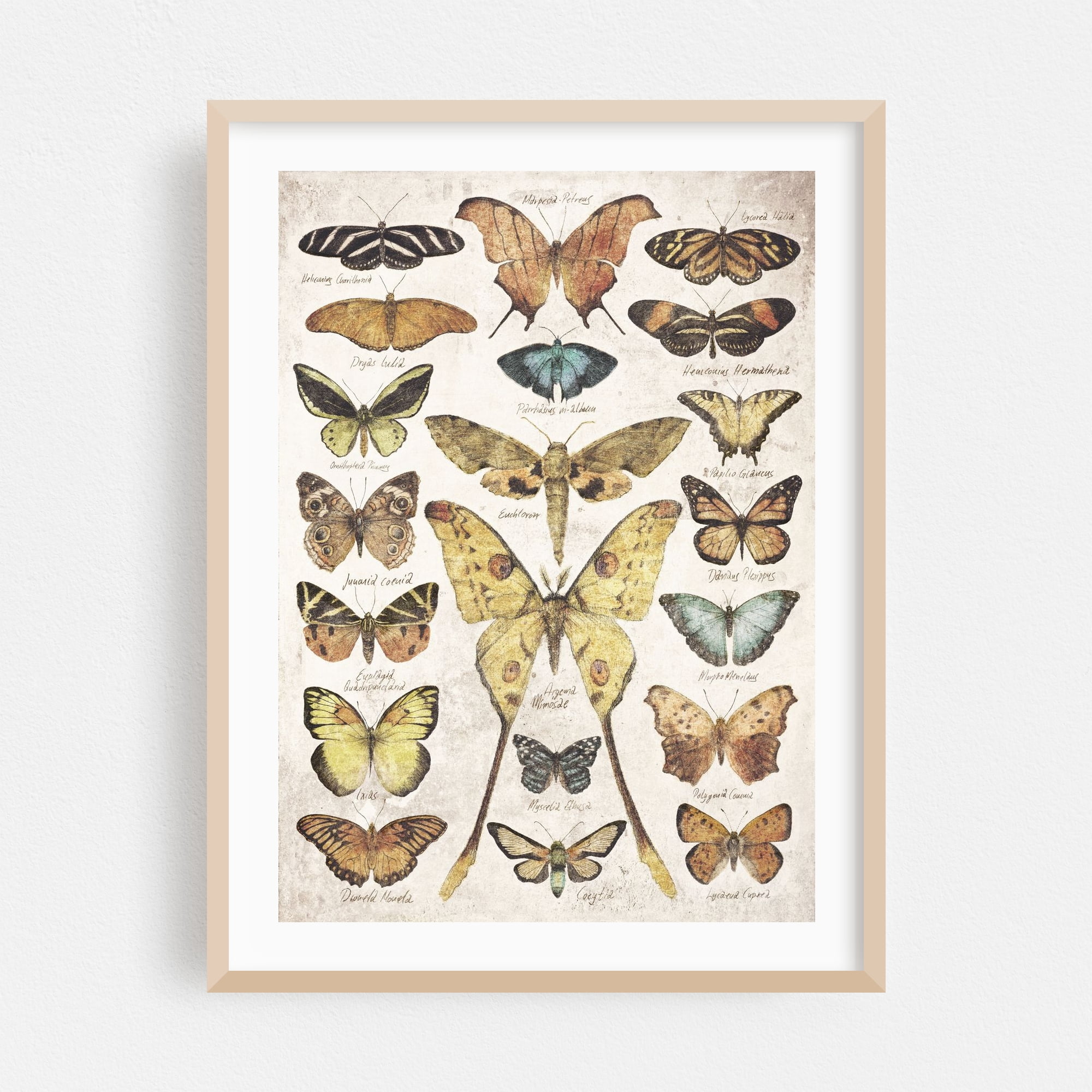 Butterflies & Moths - Drawing Vintage Butterfly Insect Botanical Nature ...