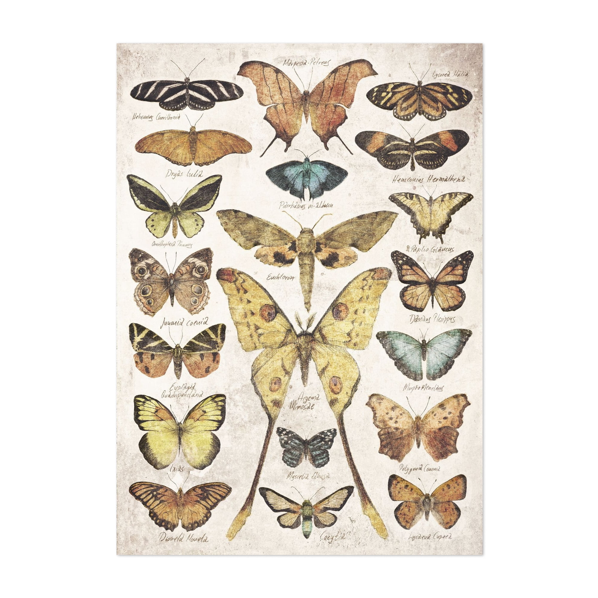 Butterflies & Moths - Drawing Vintage Butterfly Insect Botanical Nature ...