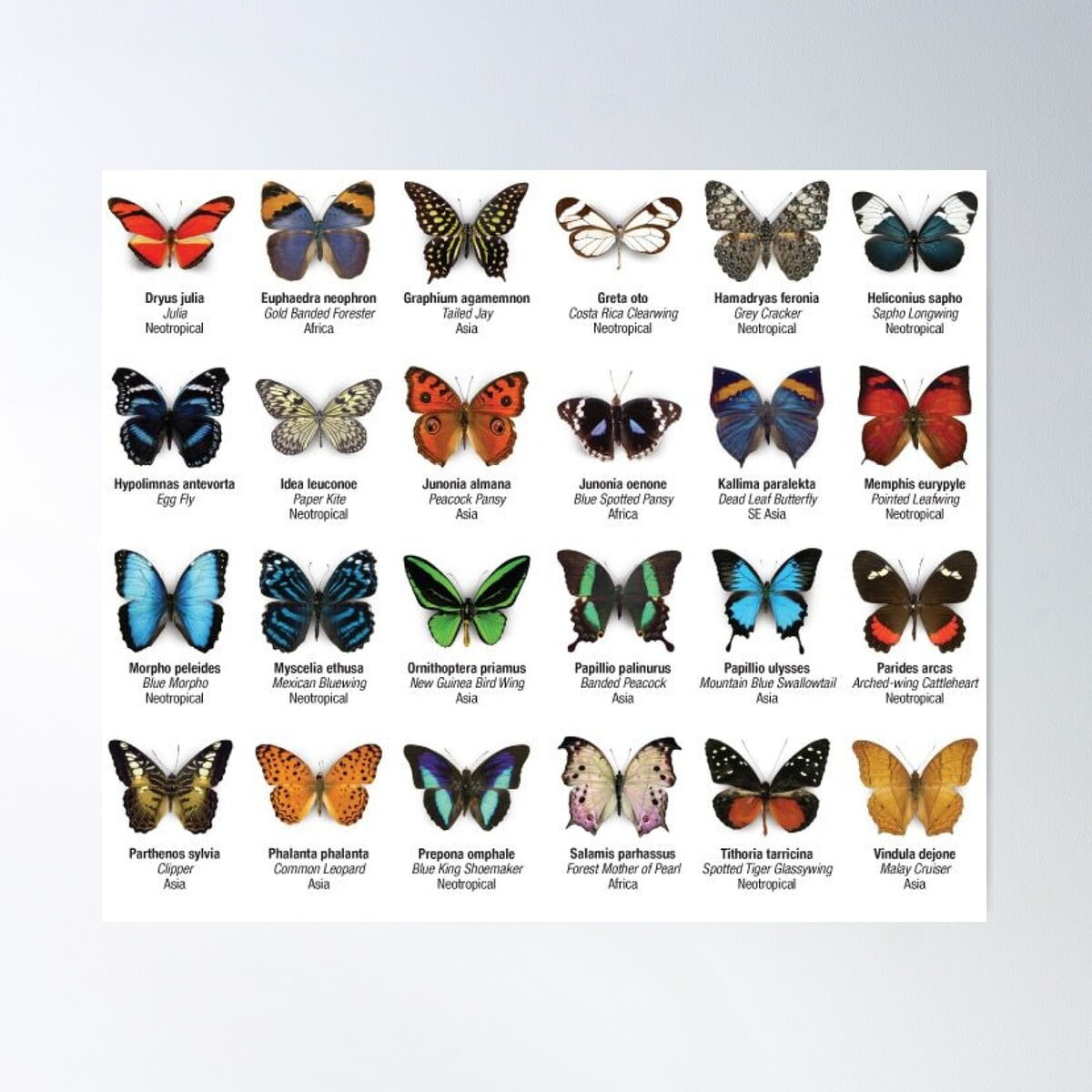 Butterflies Of North America Poster Wall Art, Modern Wall Decor For Living Room Bedroom, 16x24 ...
