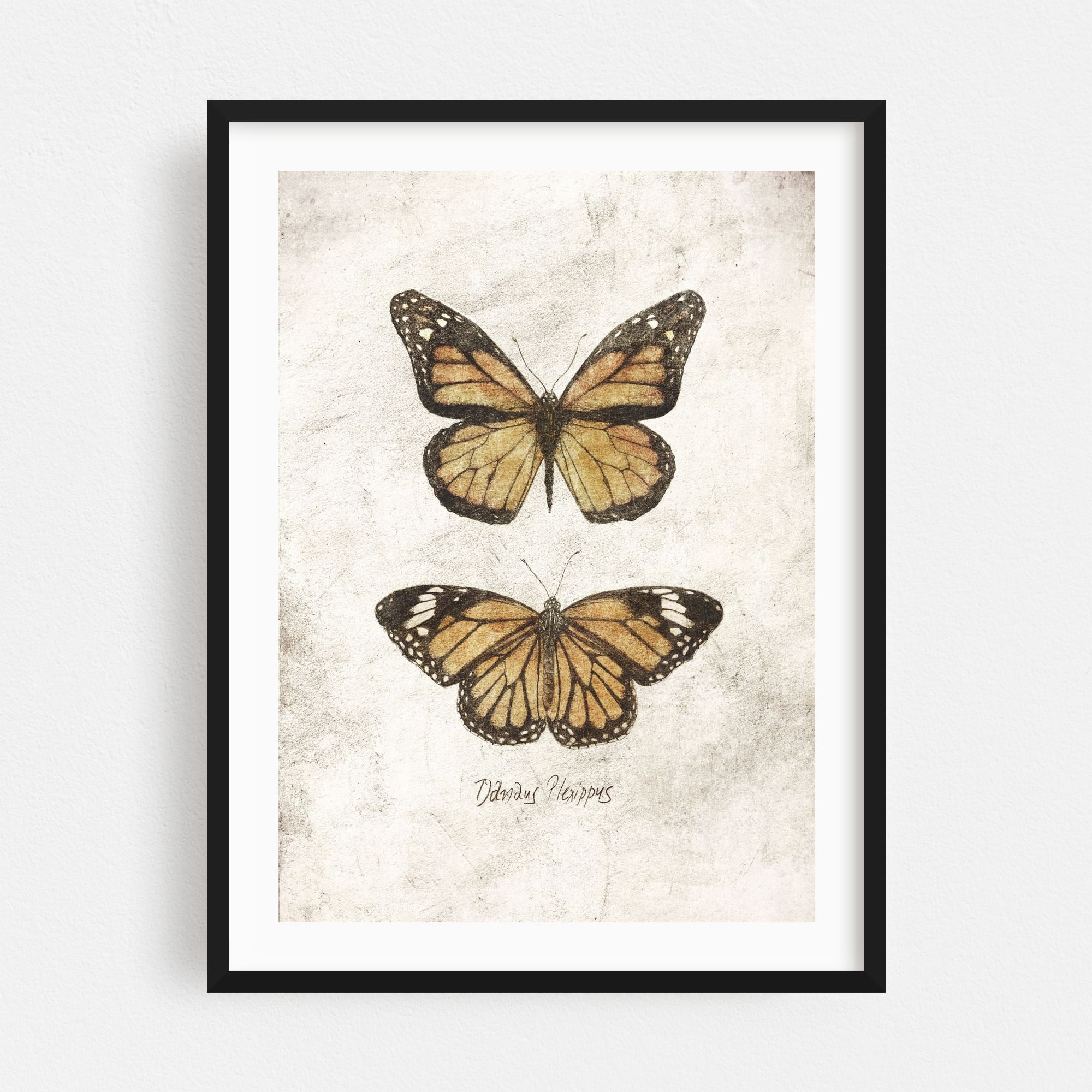 Butterflies VI - Drawing Butterfly Vintage Nature Botanical Insect ...