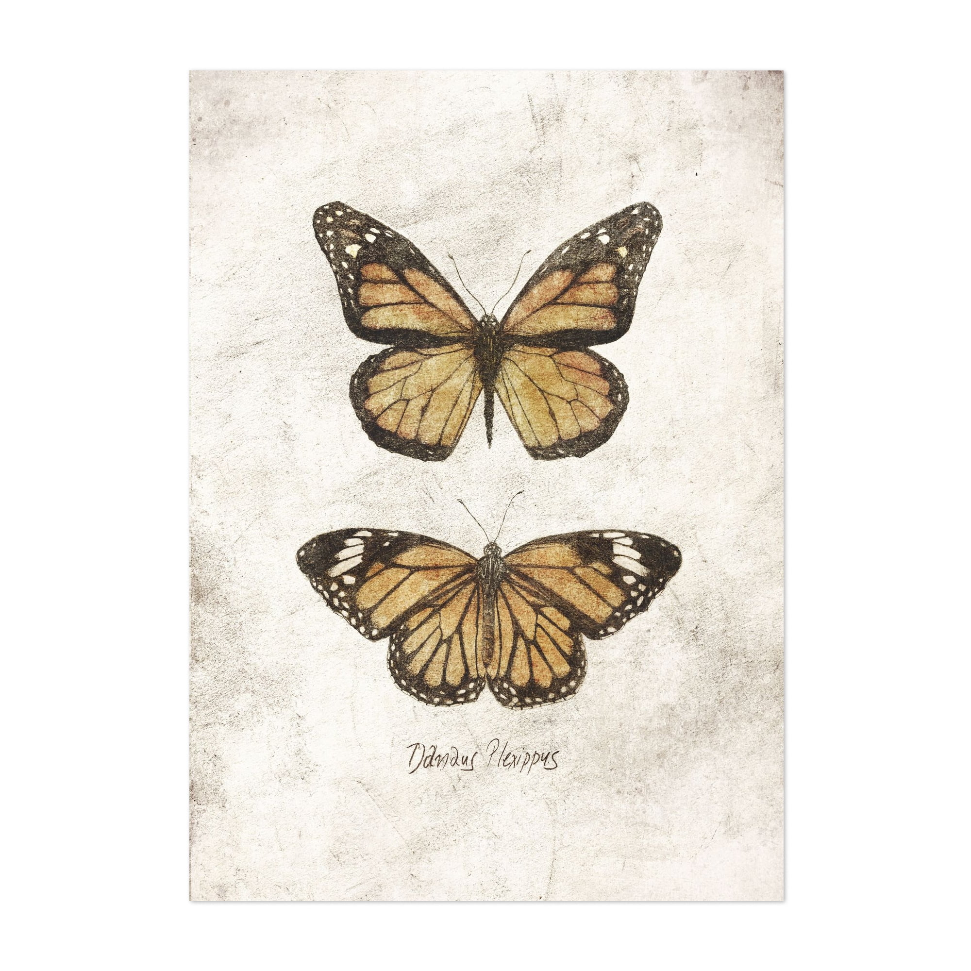 Butterflies VI - Drawing Butterfly Vintage Nature Botanical Insect ...