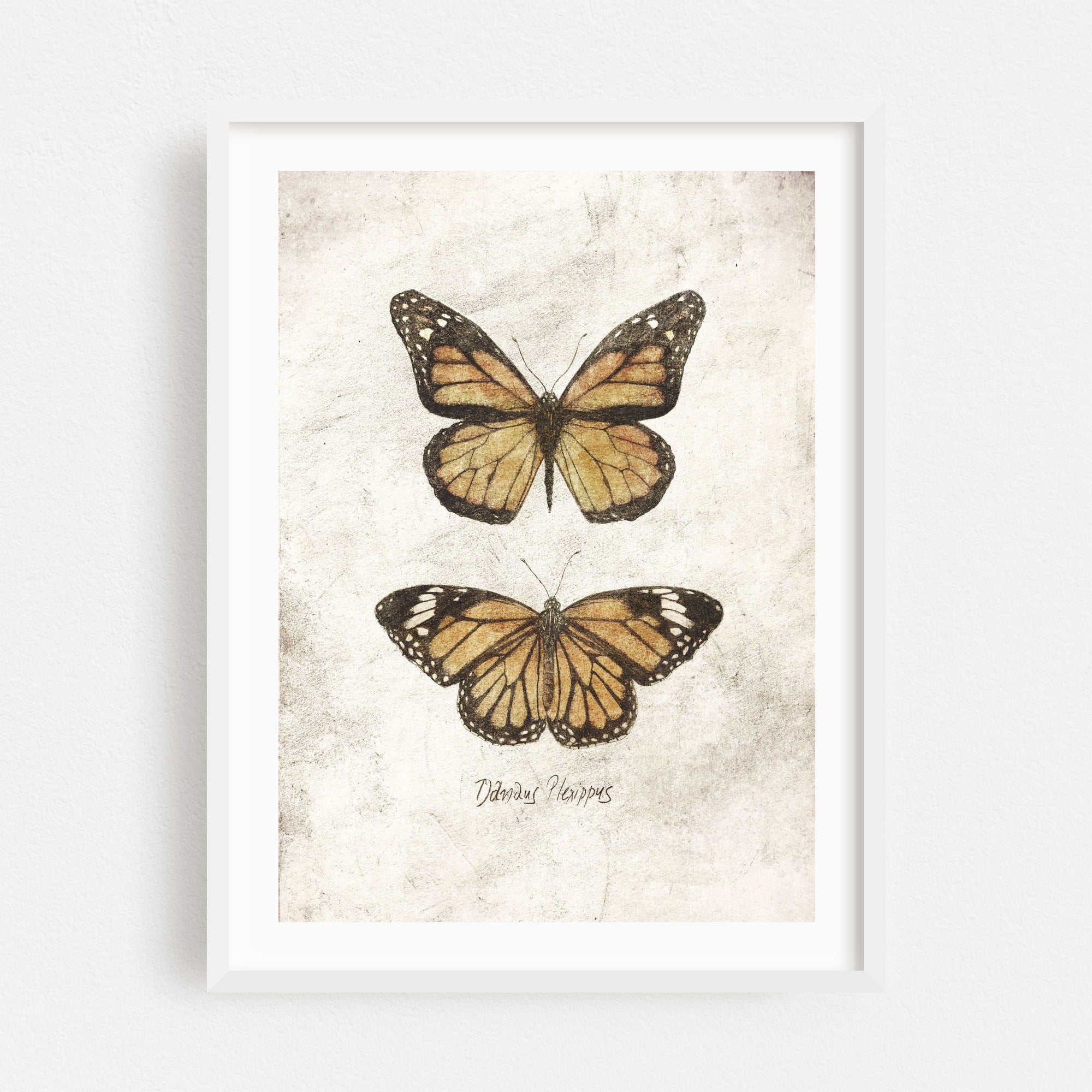 Butterflies VI - Drawing Butterfly Vintage Nature Botanical Insect ...