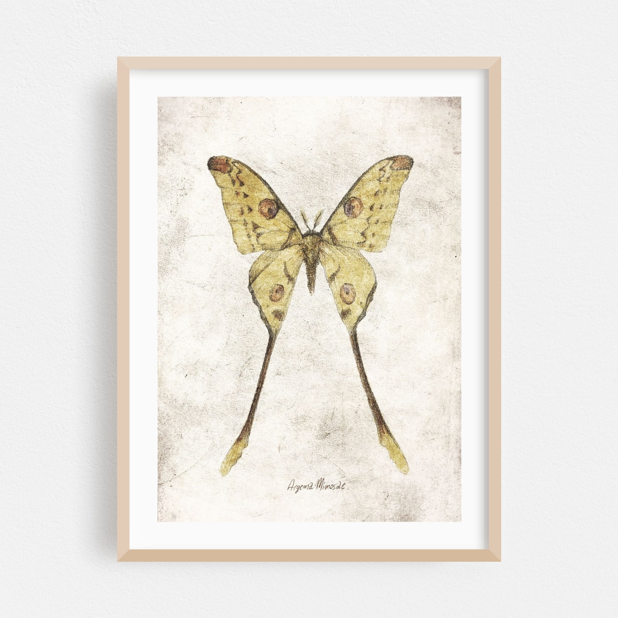 Butterflies VII - Drawing Butterfly Nature Vintage Botanical ...