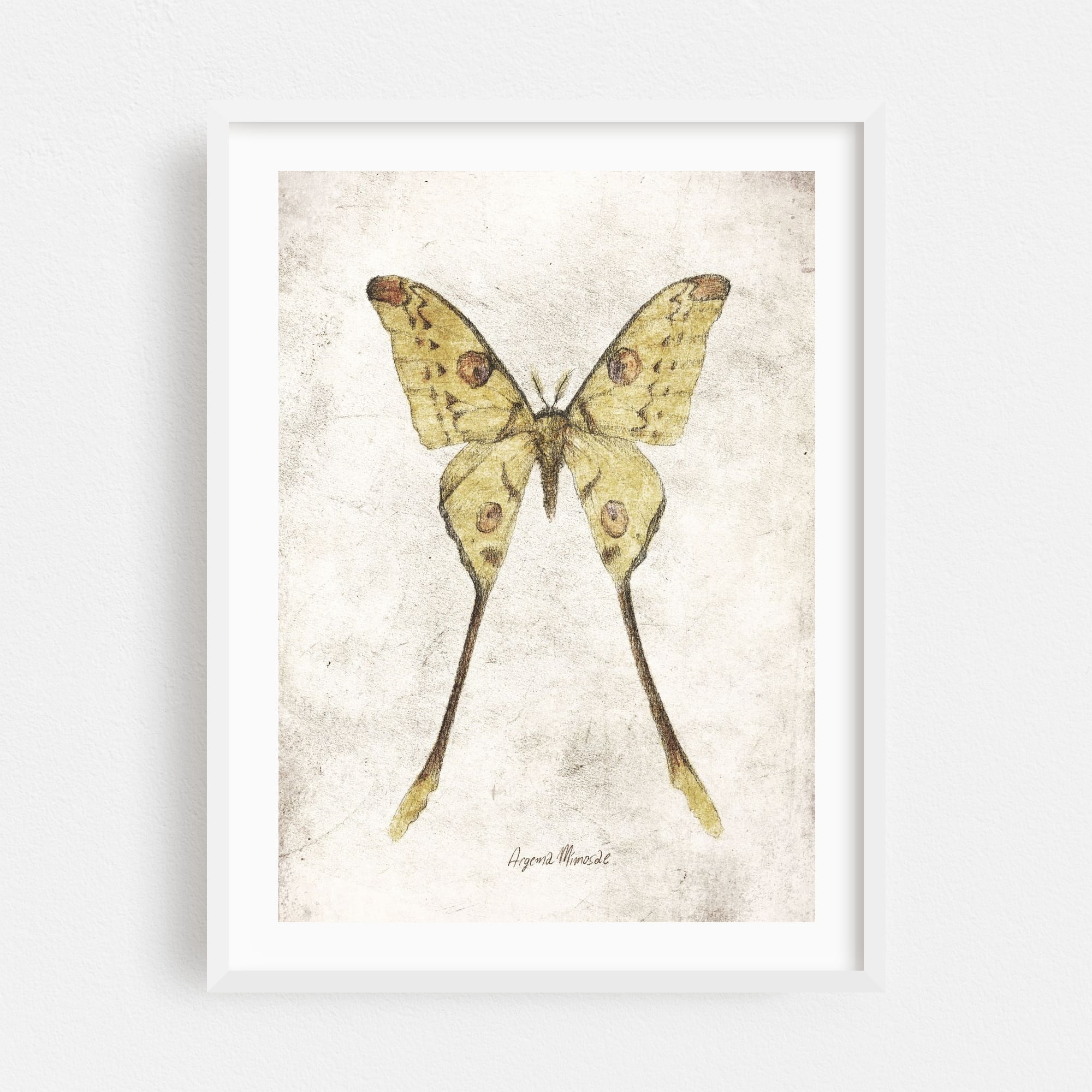Butterflies VII - Drawing Butterfly Nature Vintage Botanical ...