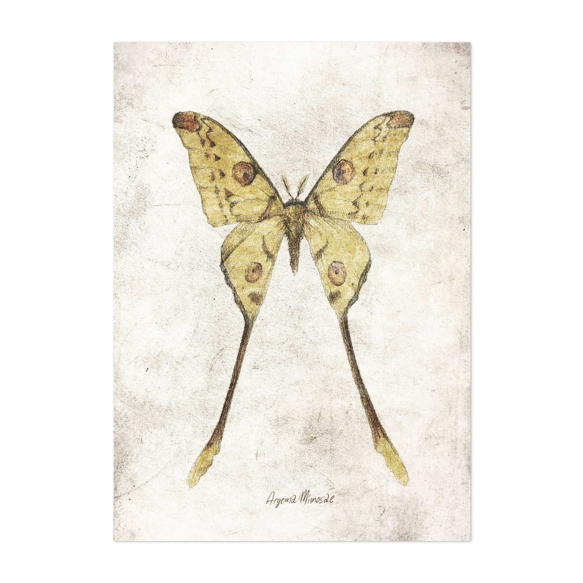 Butterflies VII - Drawing Nature Vintage Botanical Art Deco Floral ...