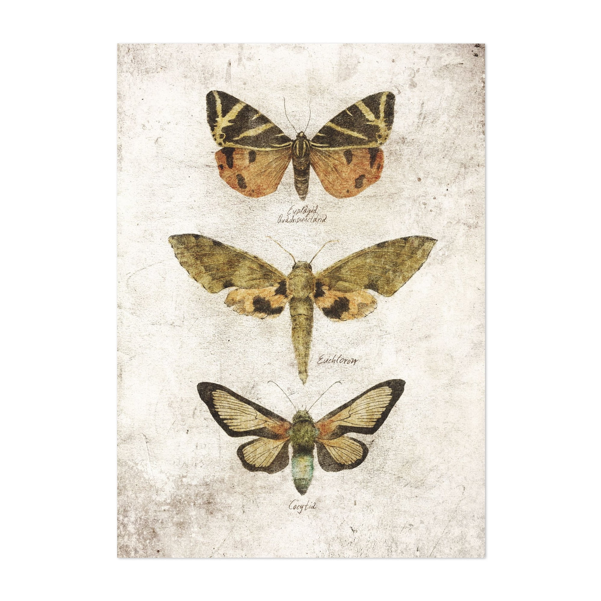 Butterflies VIII - Drawing Vintage Botanical Nature Insect Rustic ...