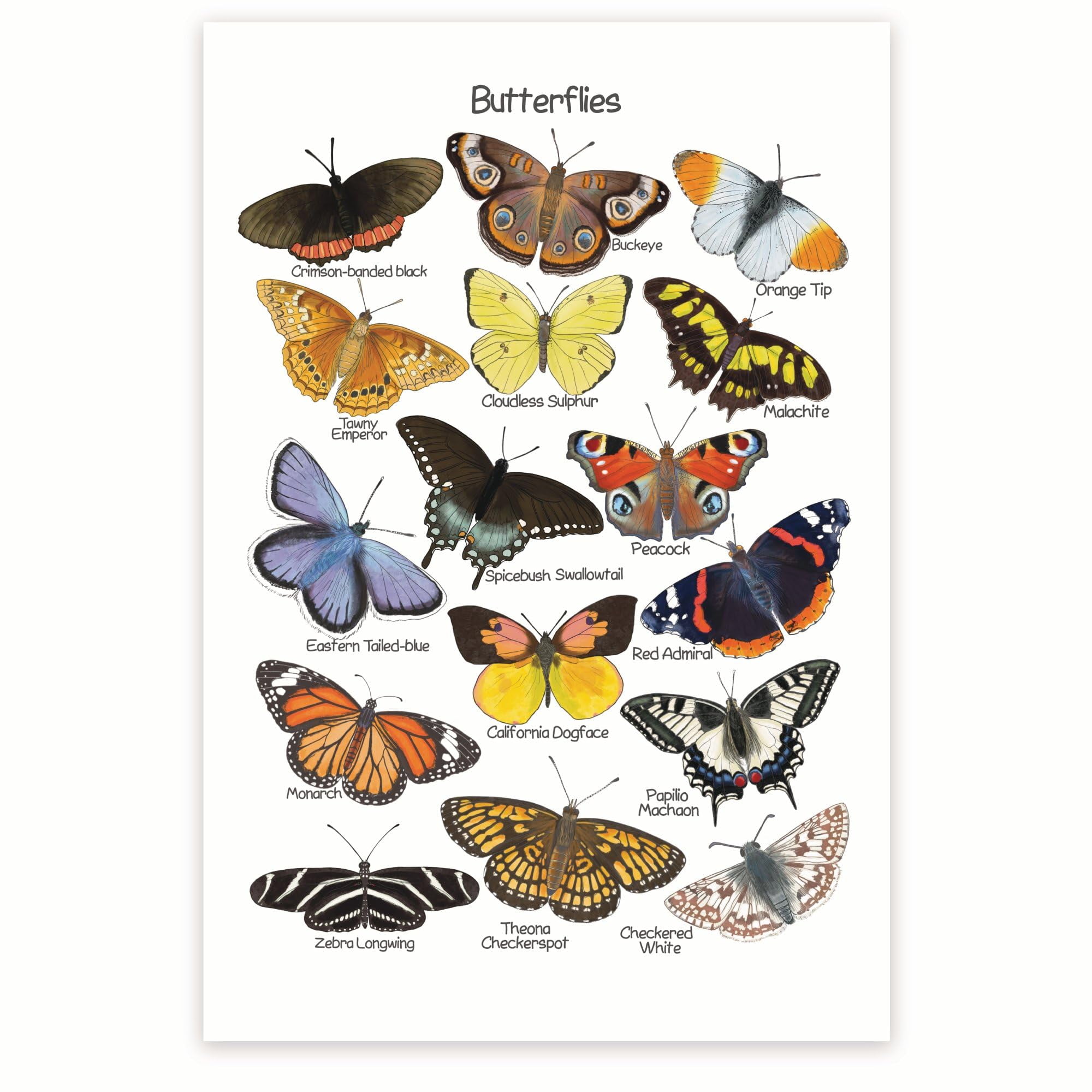 Butterfly Breeds Poster - Butterfly Species Wall Art - Butterfly Classification Guide ...