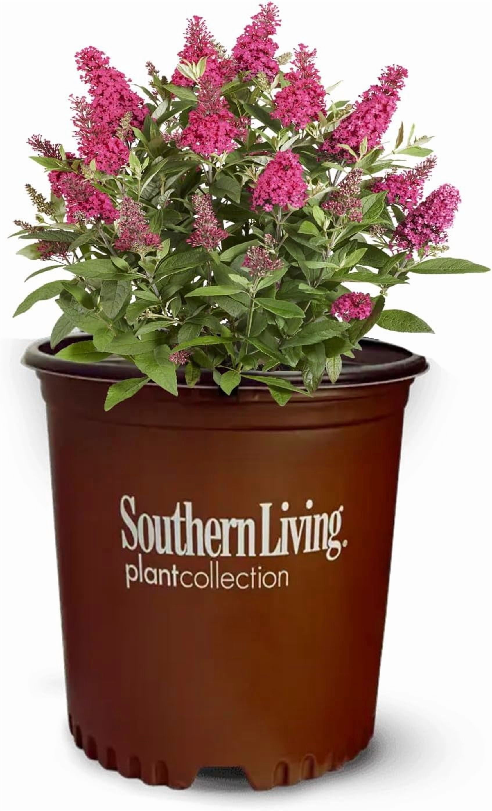 Butterfly Candy Li'l Raspberry Butterfly Bush in 1 Gallon Pot - Dwarf ...
