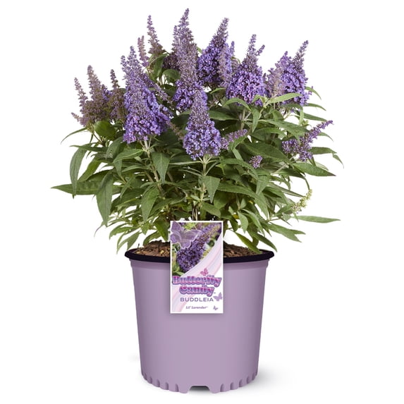 Butterfly Candy Lil' Lavender Butterfly Bush (1.5 Gallon) Lavender ...