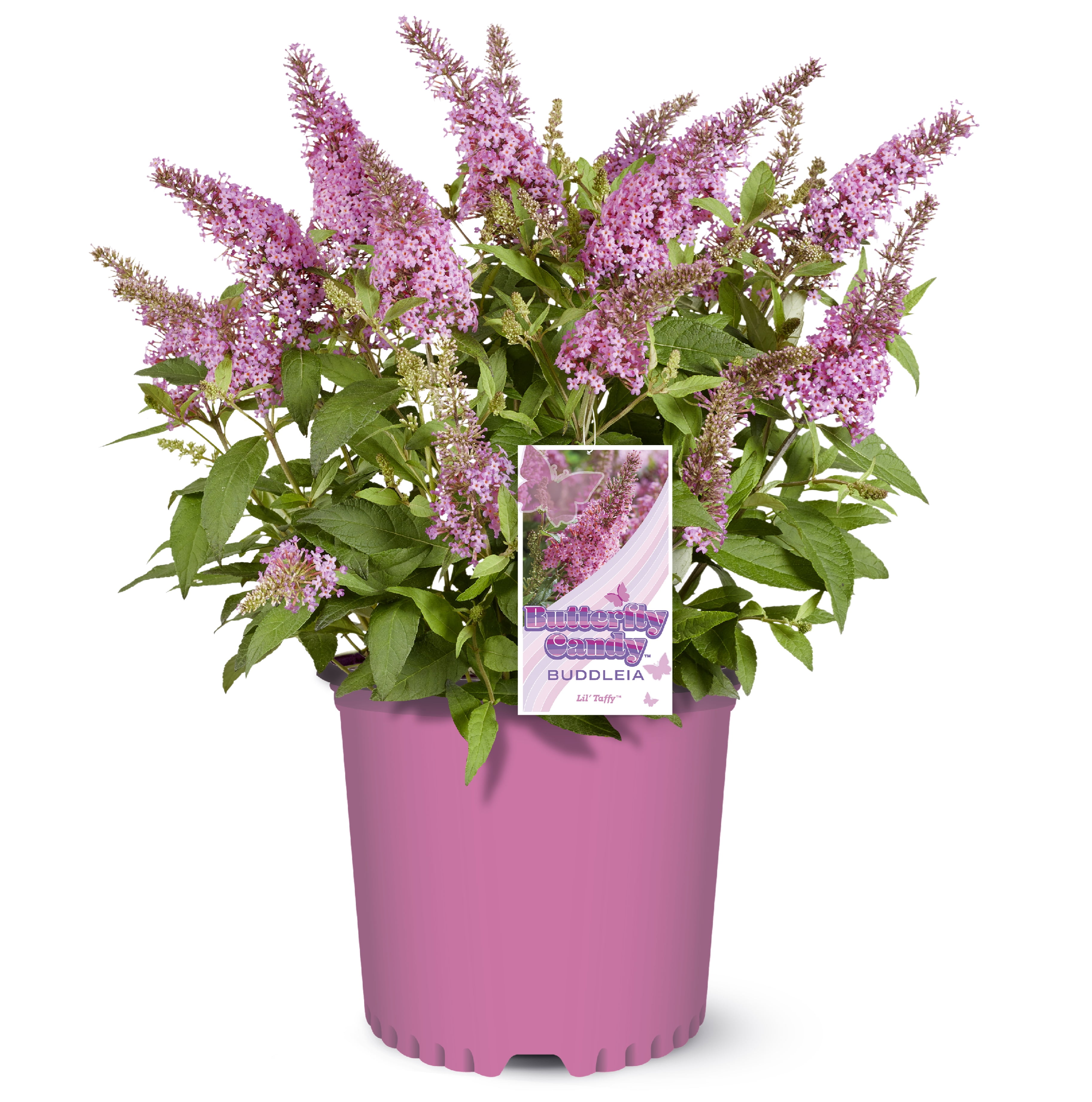 Butterfly Candy Lil' Taffy Butterfly Bush (1.5 Gallon) Pink Flowering ...