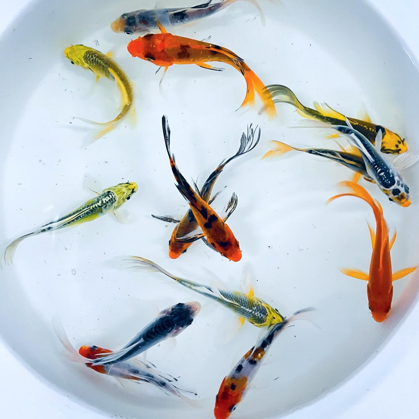 Butterfly Fin Koi by Toledo Goldfish - Walmart.com
