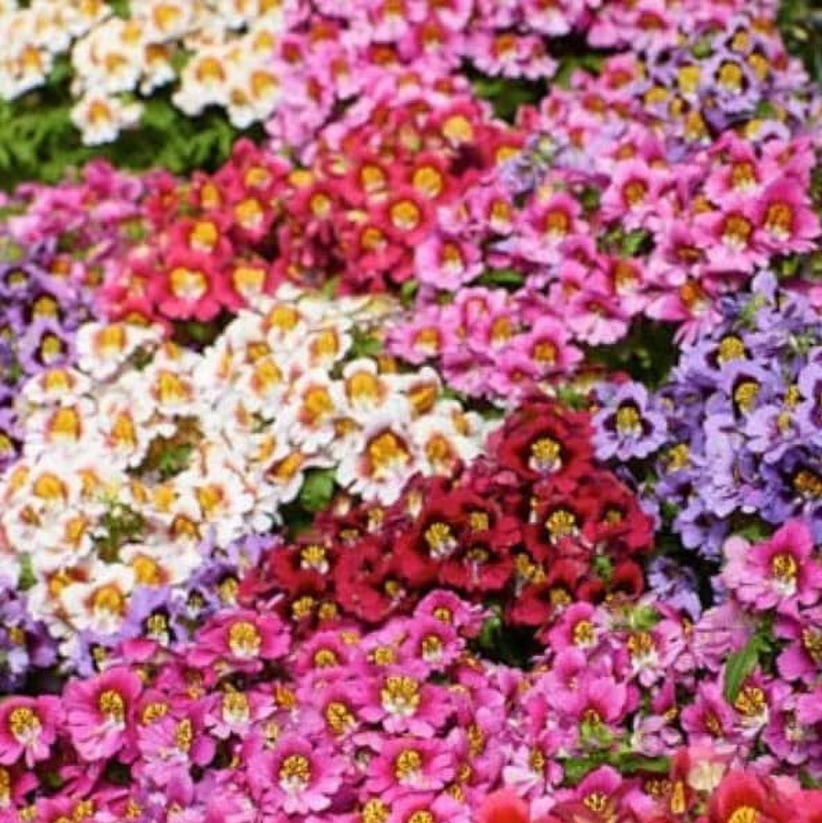 Butterfly Flower Seeds - Angel Wings Mix Seeds for Planting (30 Seeds ...