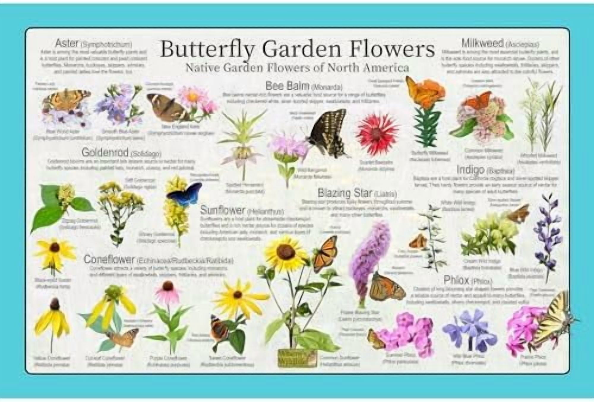 Butterfly Garden Flower Poster – Native Flowers to Attract Butterflies ...