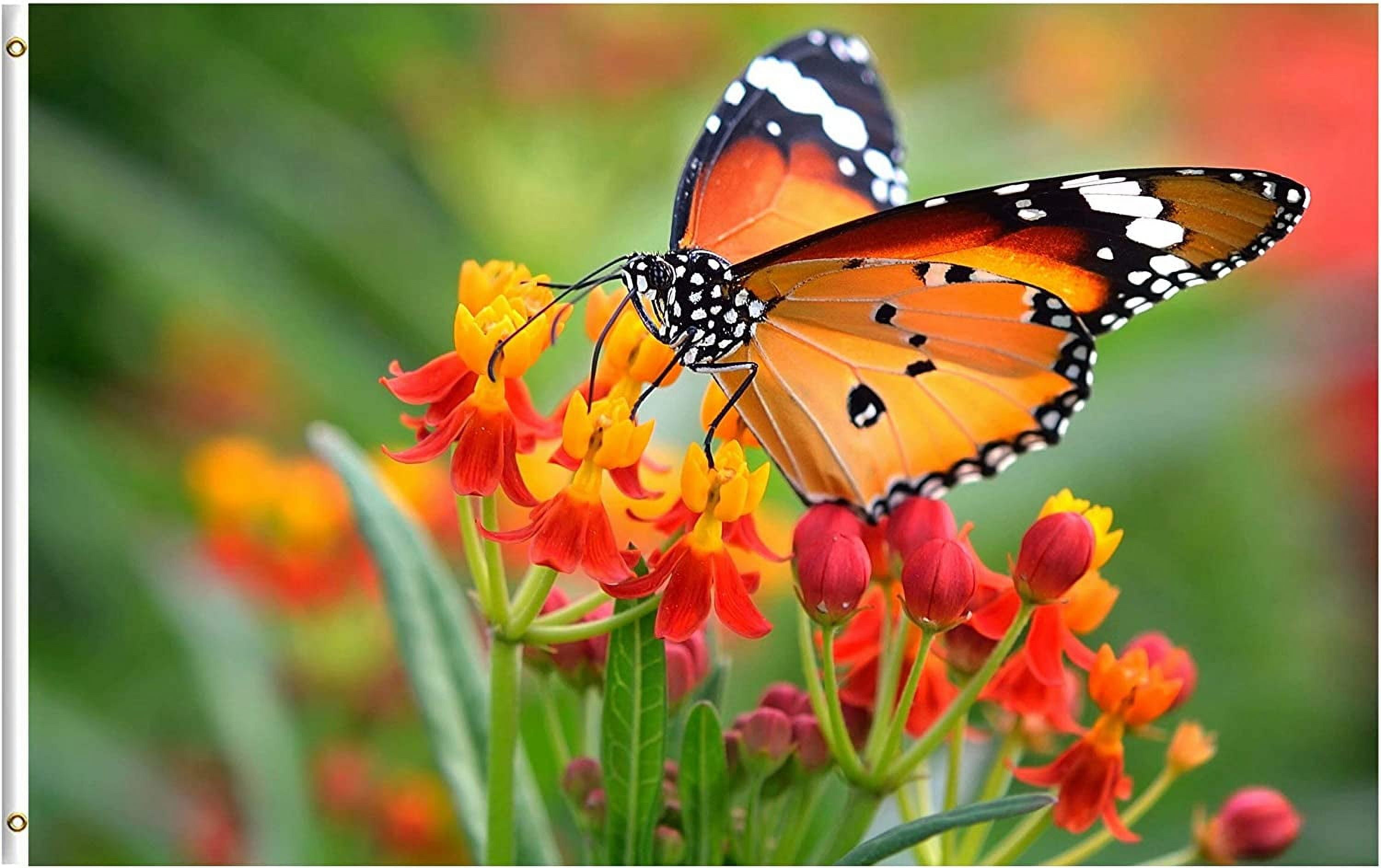 Butterfly Insects in On Orange Floral Flowers Spring Summer Natural ...