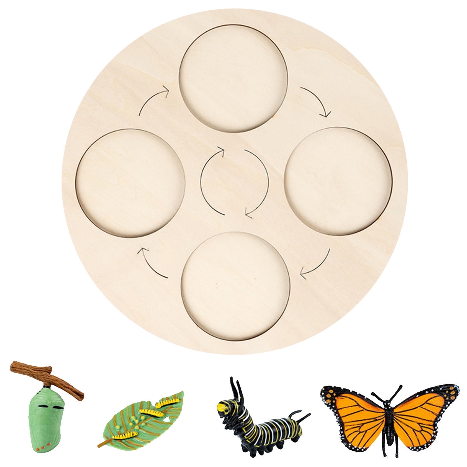 Butterfly Life Cycle Of A Growth Stage Model Educational Growth Cycle ...