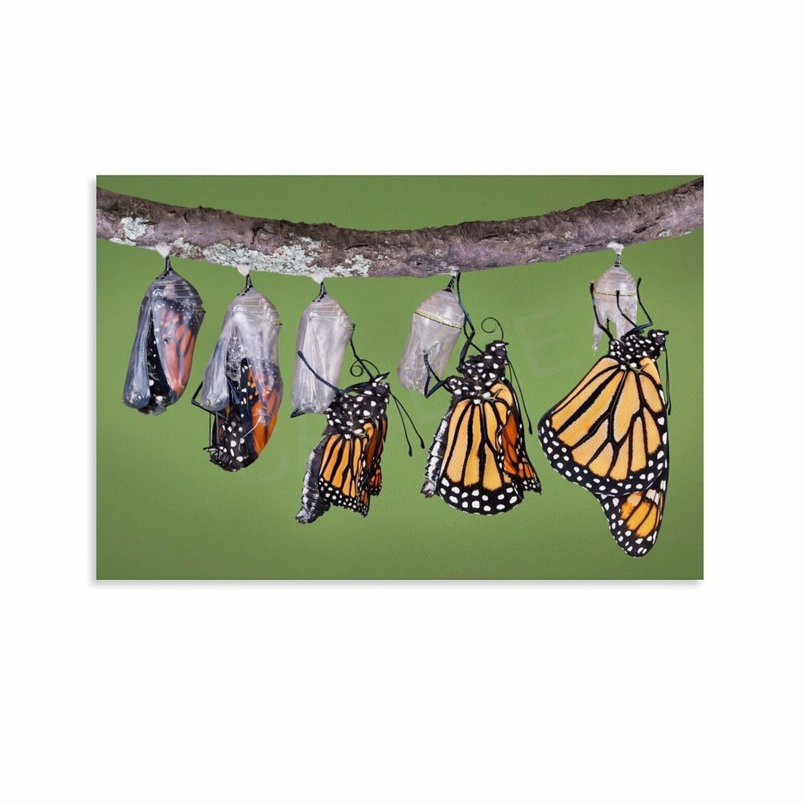 Butterfly Life Cycle Poster Classroom Poster Educational Posters (5 ...