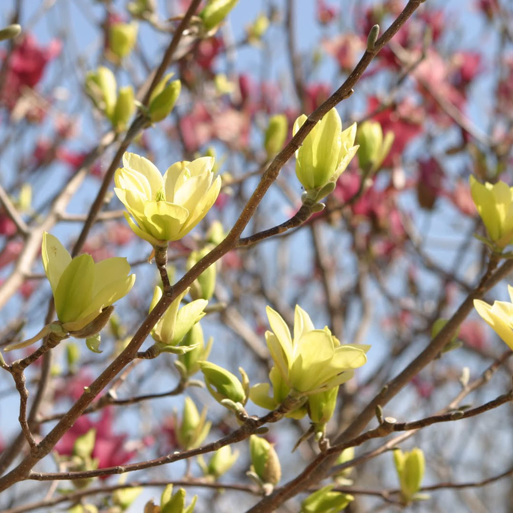 Butterfly Magnolia Seeds SCH4 Deciduous Shrub or Tree Lemon Fragrance ...